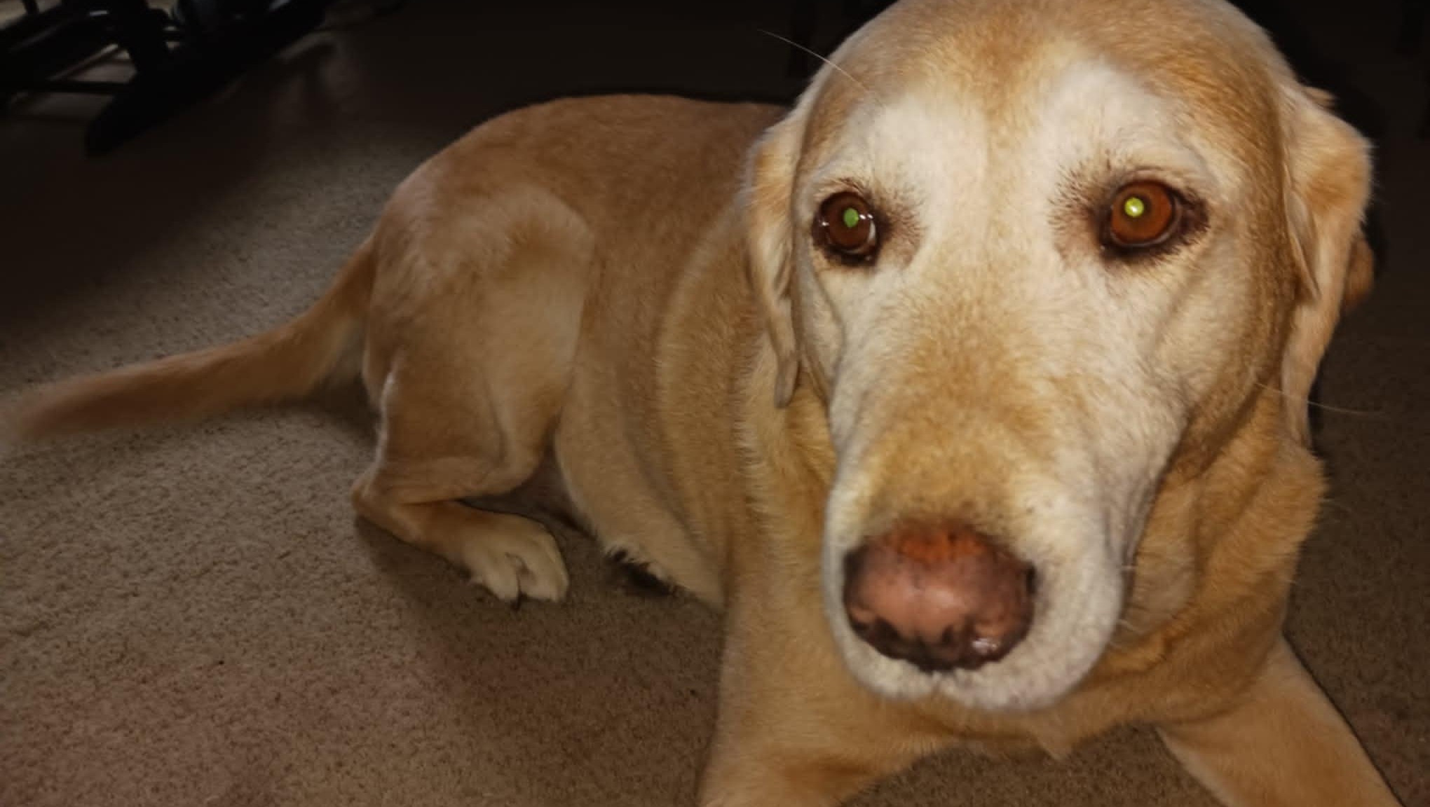 Fundraiser by Claudette Jackson : Help Maggie Get the Surgery She Needs