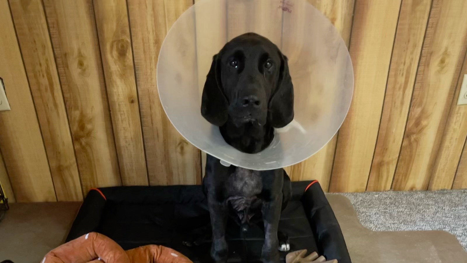 Fundraiser for Brian Boyleston by Ericah Beason : Help Fisher Recover ...