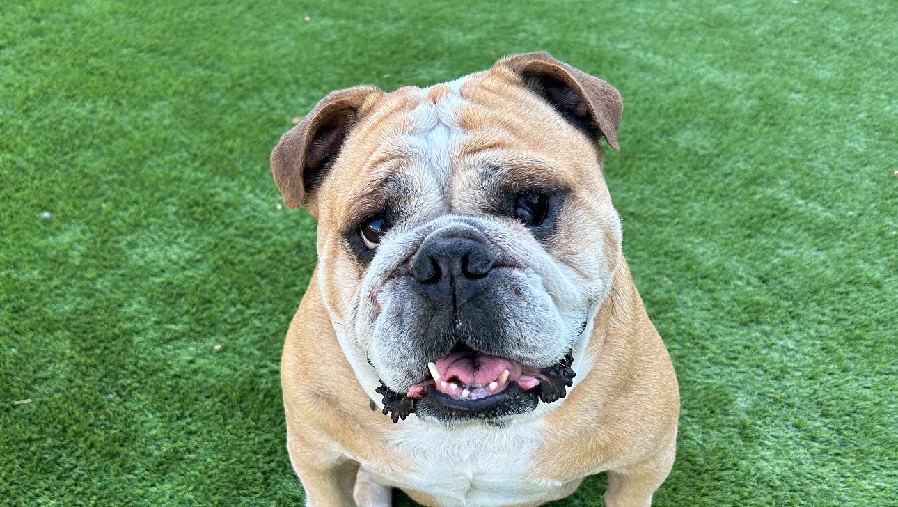 Fundraiser by Amanda Devos : Help Wallis See the World Again