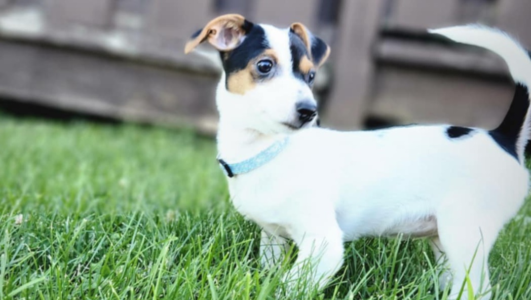 Fundraiser by Josee Pilon : Hazelnuts Amputation: Surgery and Care