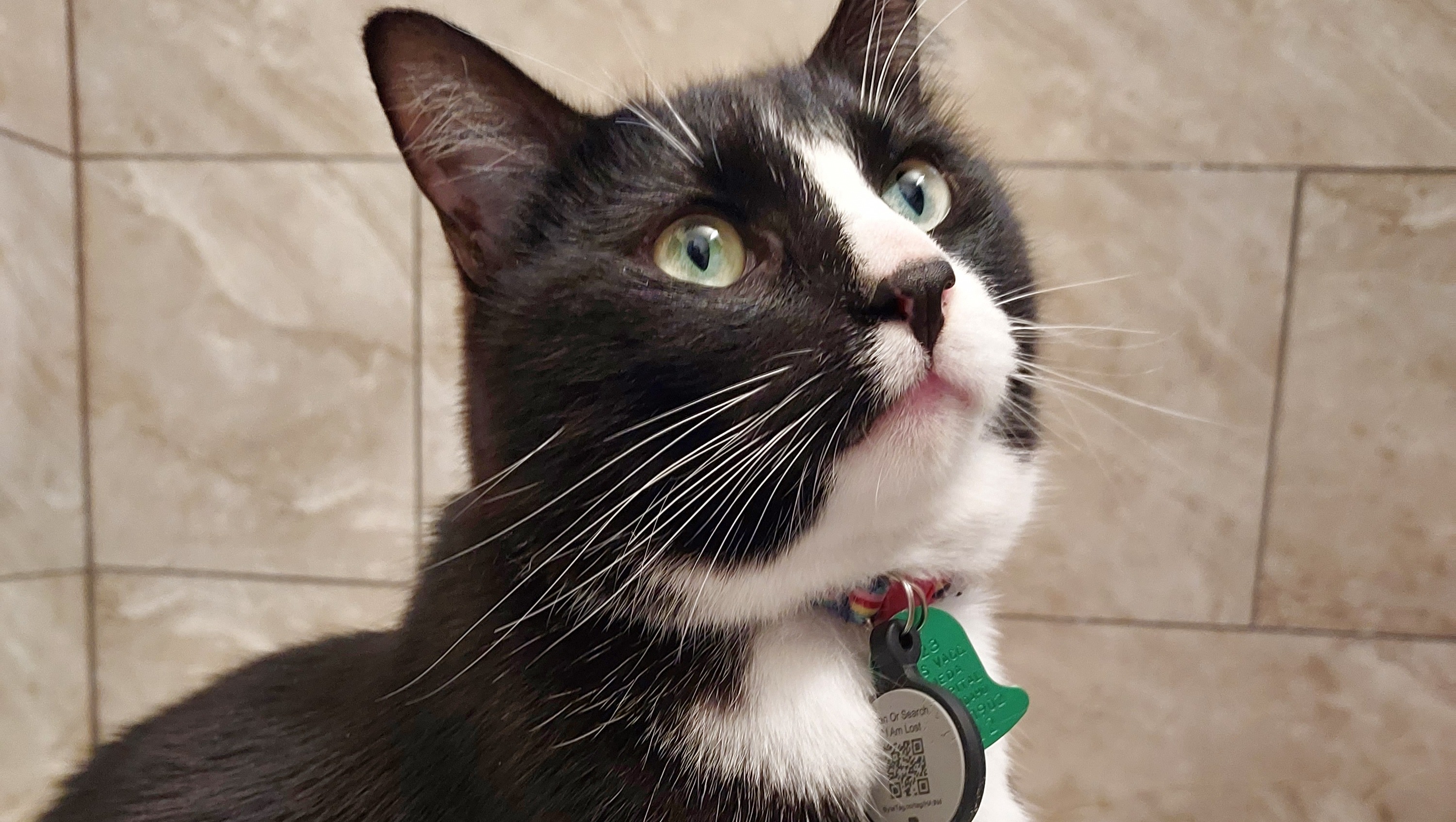 Fundraiser by Haley Nelson : Help Winston Get the Medical Care He Needs