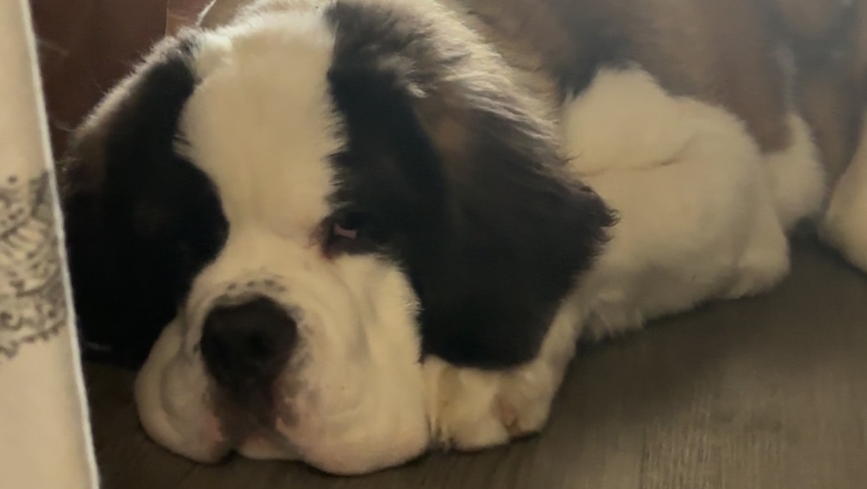 Fundraiser by Nicole Myers : Save Wrigley: Urgent Medical Help Needed