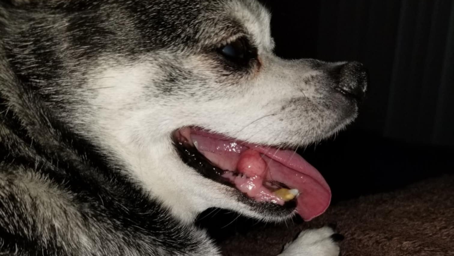 Fundraiser by Renee White : Save Bruce: Surgery for a Beloved Dog