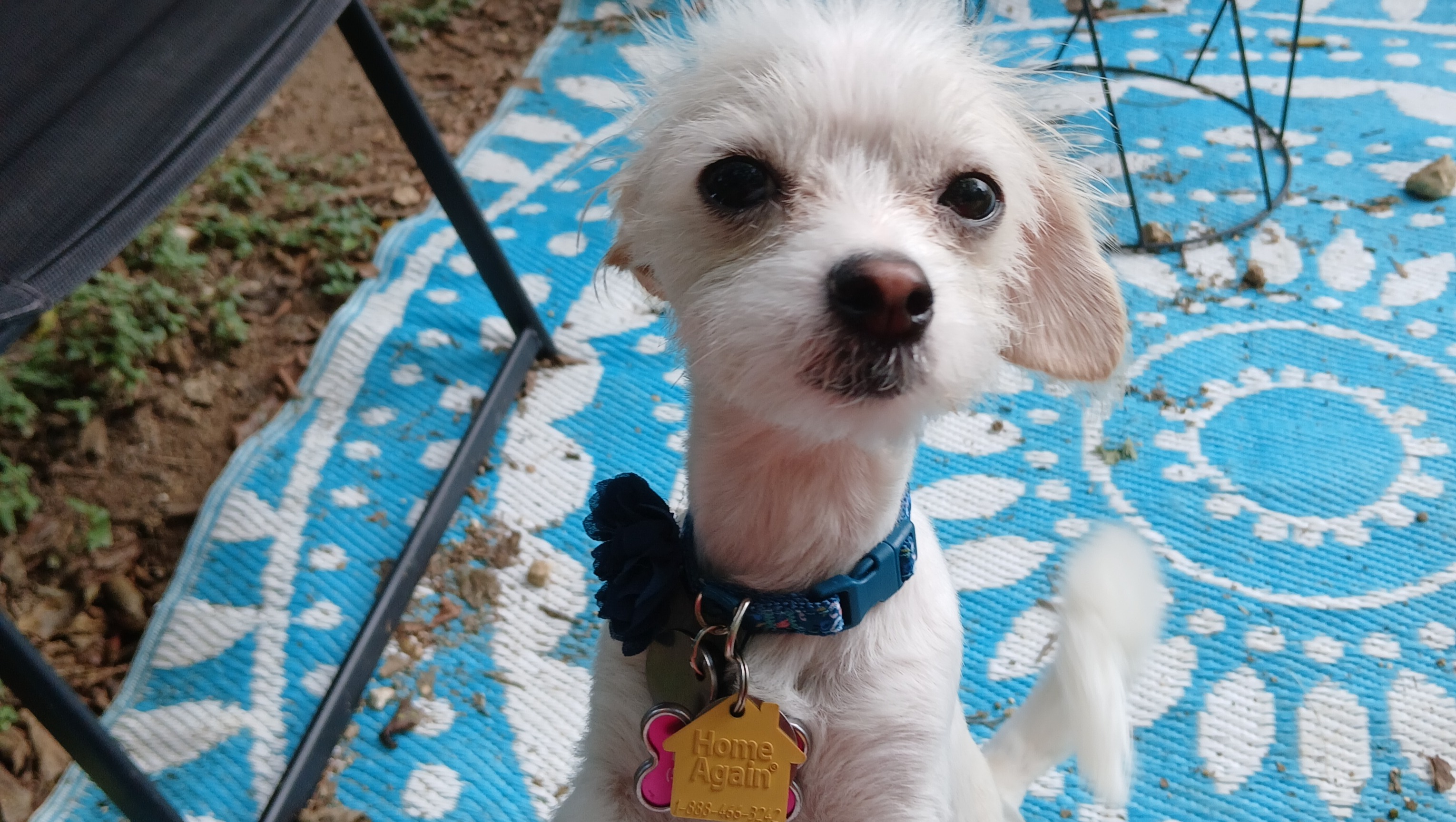 Fundraiser by Rae Hudson : Support Kali's Fight for Life