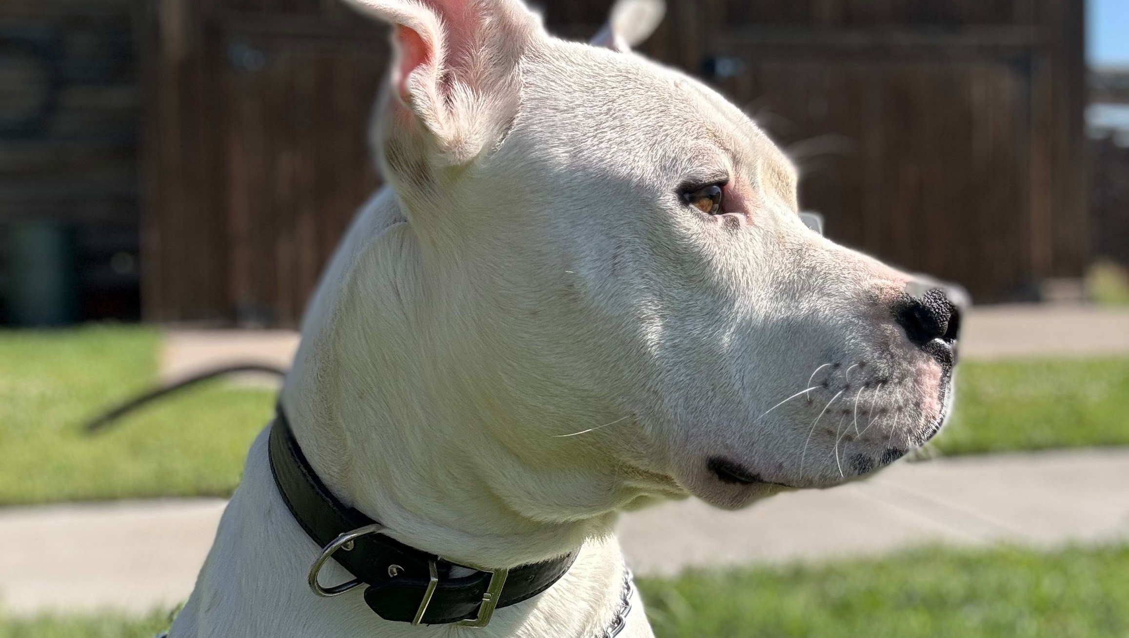 Fundraiser by Neyna Senteno : Support Butters' Path to a Loving Home