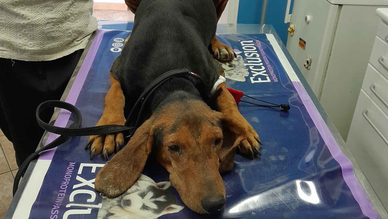 Fundraiser for Eleonora Guzzo by Alessandra Guzzo : Un aiuto per Diana