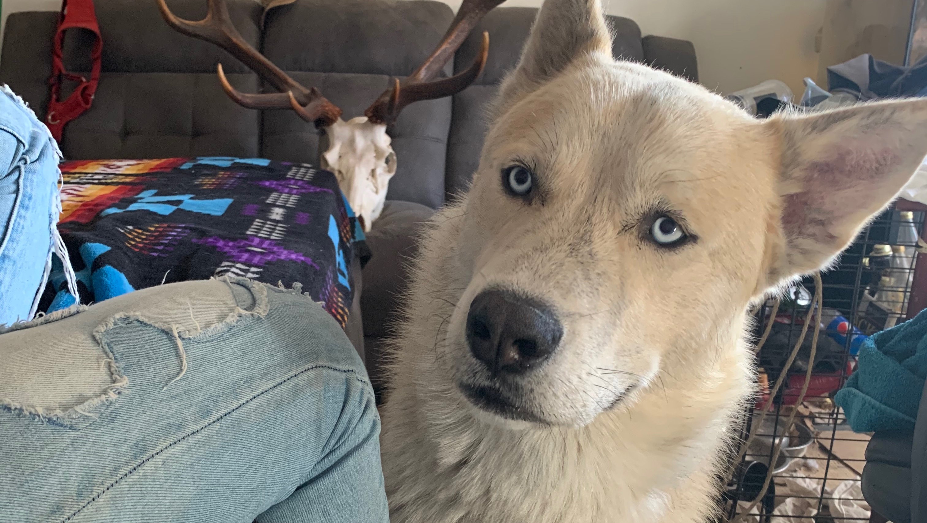 Fundraiser for Nahayah Harris by Michael Tena : Help Ghost Recover from ...