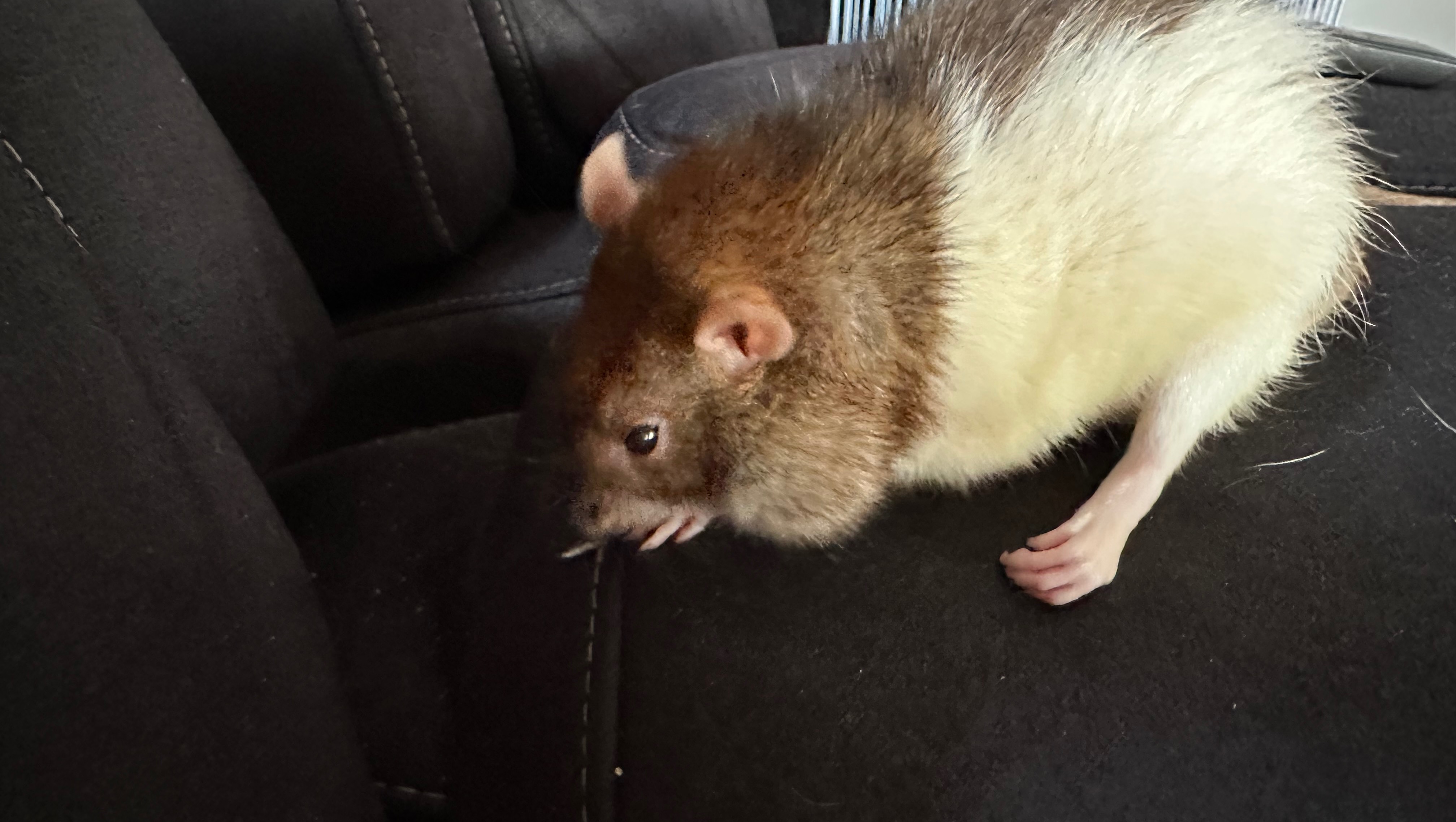 Fundraiser by Lydia Collinge : my beautiful boy Elvis help support his ...