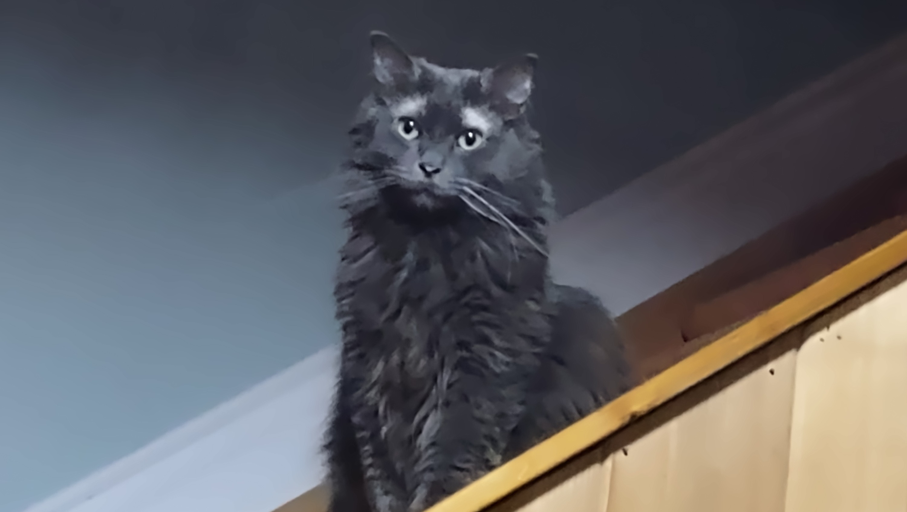 Fundraiser by Lori Henry : Figaro and his veterinary bills