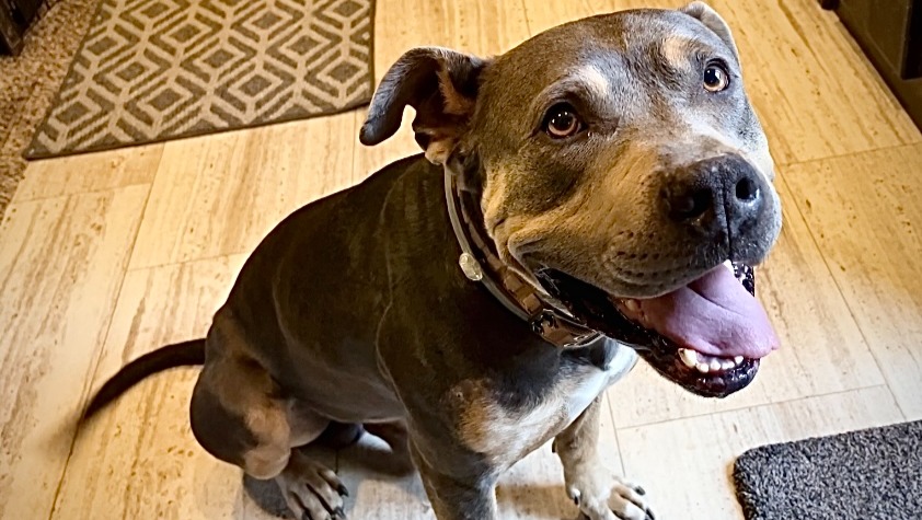 Fundraiser by Mary Christen Fairbanks : Remmy the Road Dog's road to ...