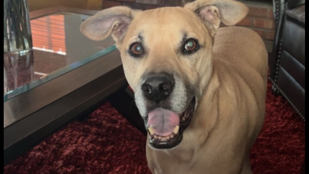 Fundraiser for Chelsea Littlejohn by Caitlin Jamieson : Support Puccino ...