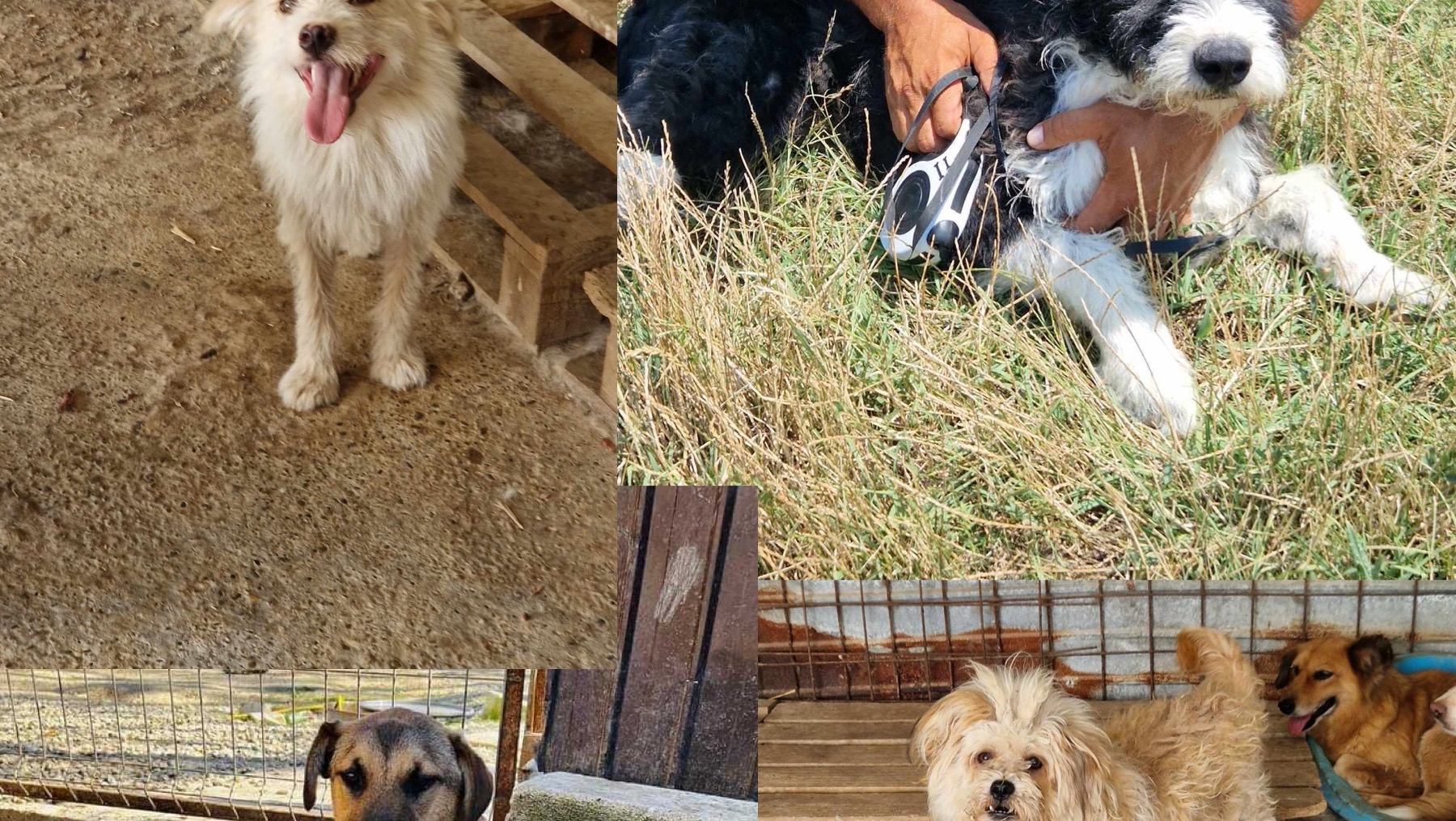 Fundraiser by Laura Whiteley : Help bring us to England!