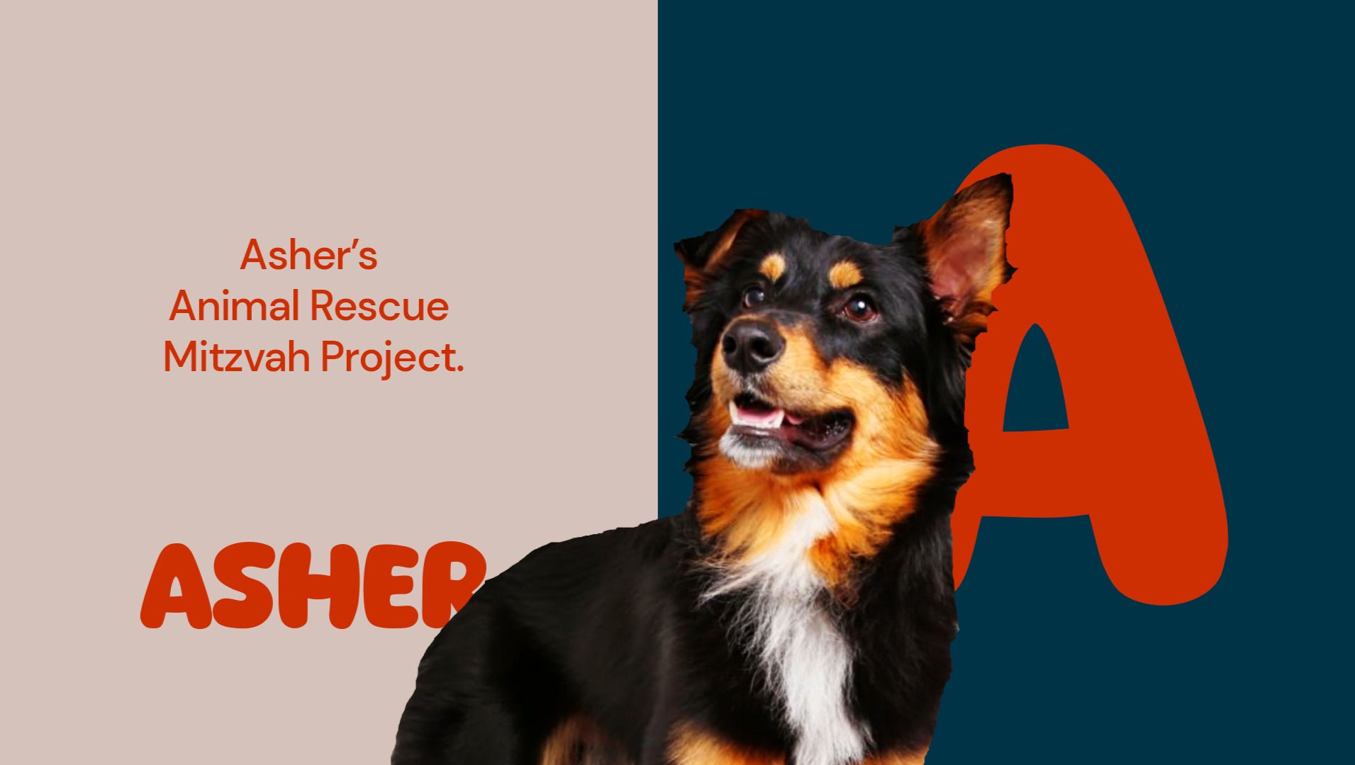 Fundraiser by Norman Rabinovich : Support Asher's Mission for Animal Rescue