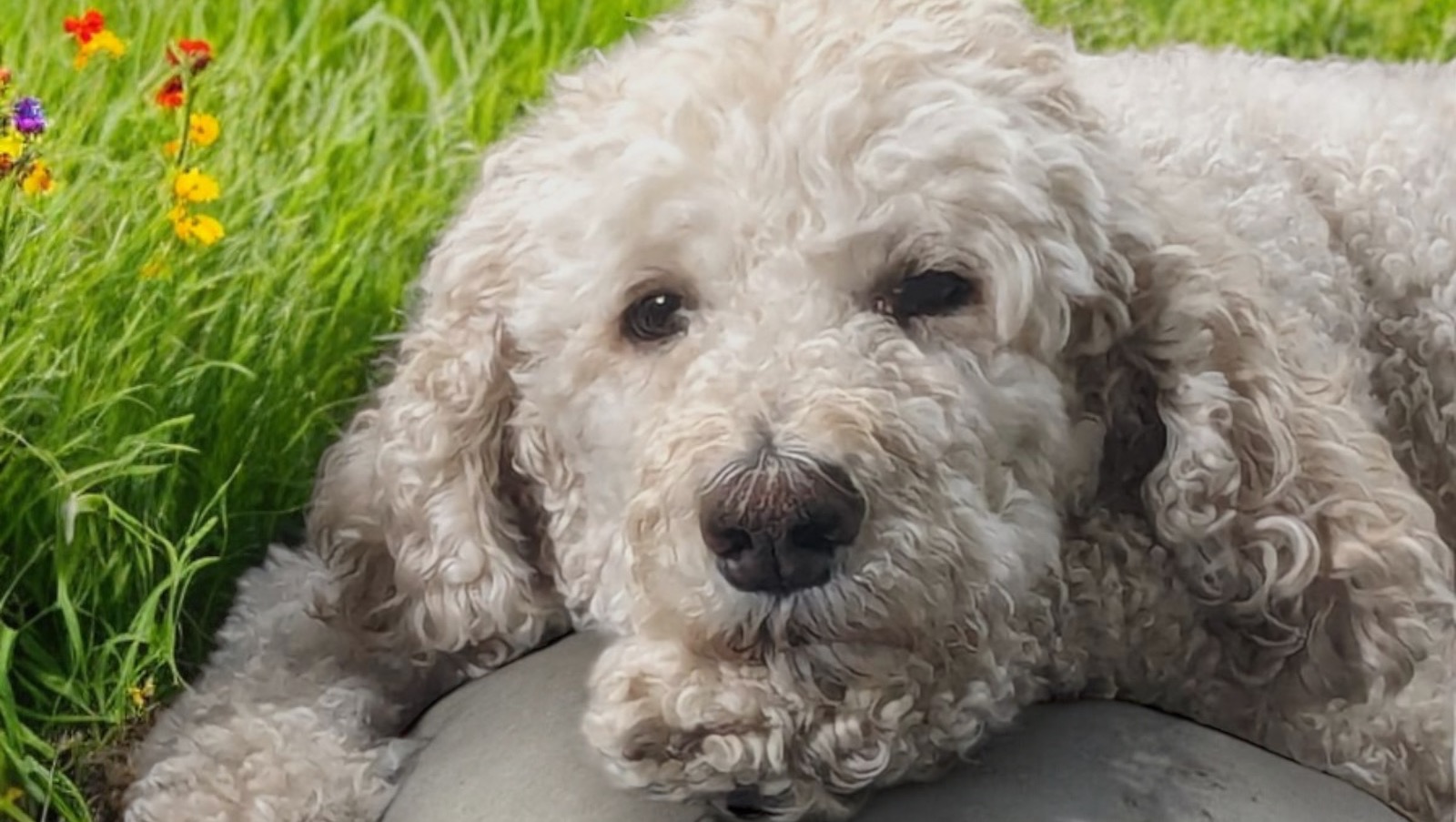 Fundraiser by Andy Yanko : Help Save Alice: A Brave Poodle’s Fight for Life