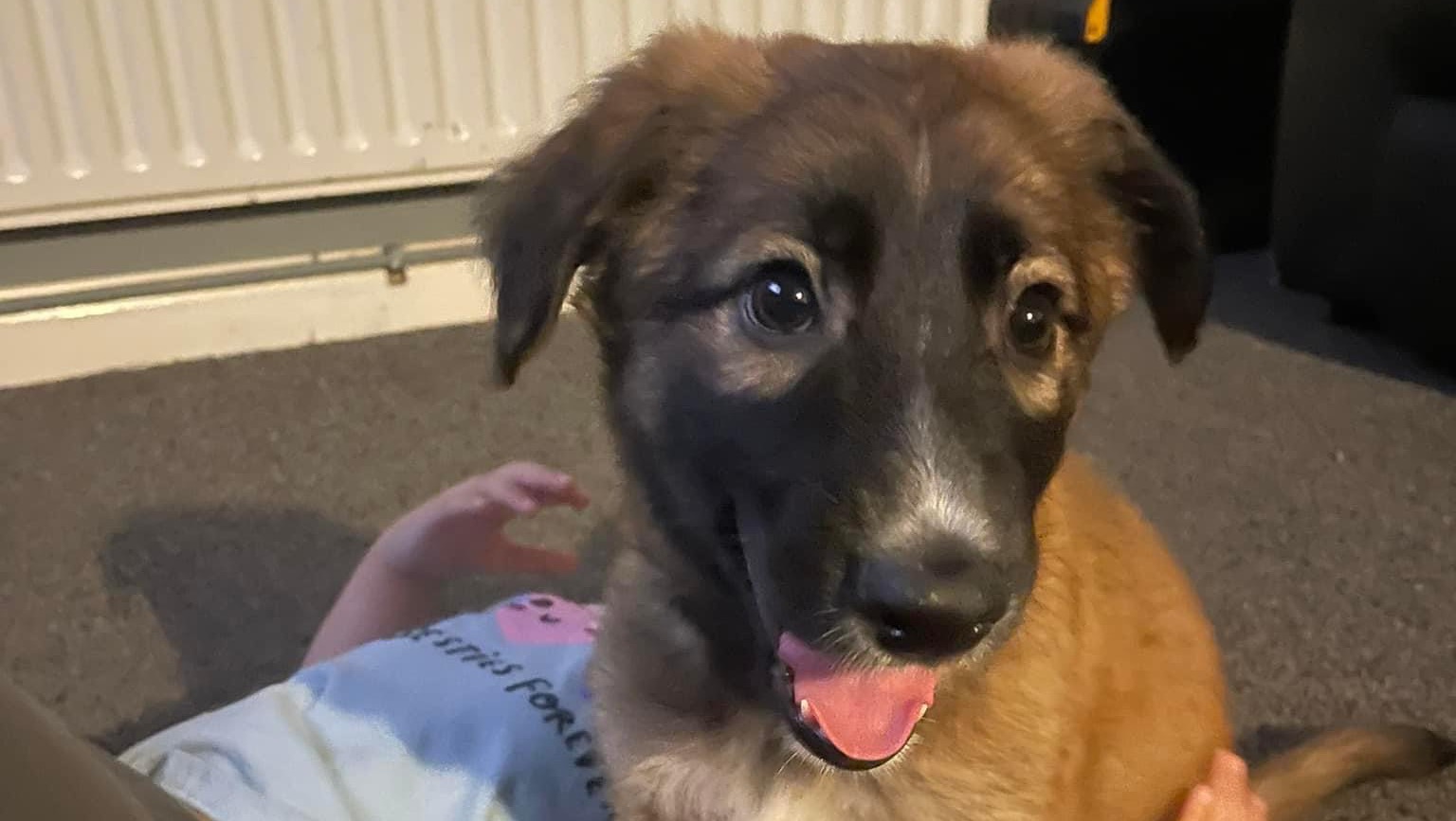 Fundraiser by Kayleigh Hazell : Bruce in need