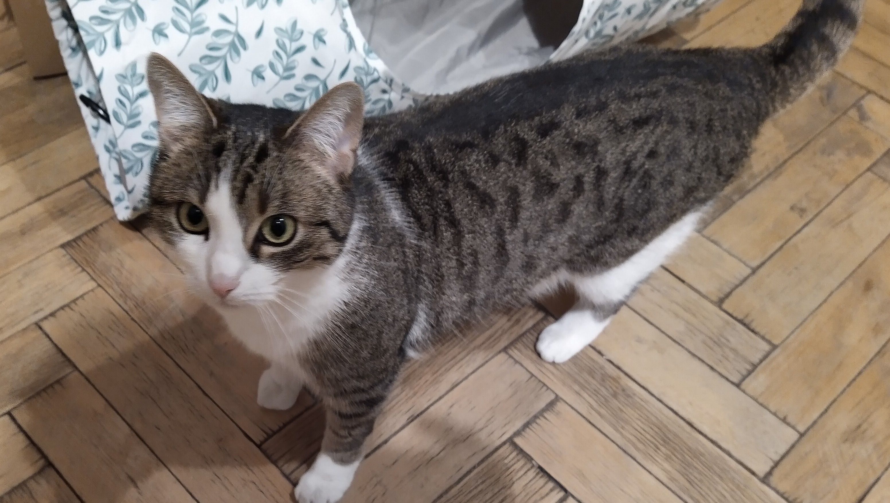 Fundraiser by Benjamin Oppermann : Support Juli - helft meiner Katze ...