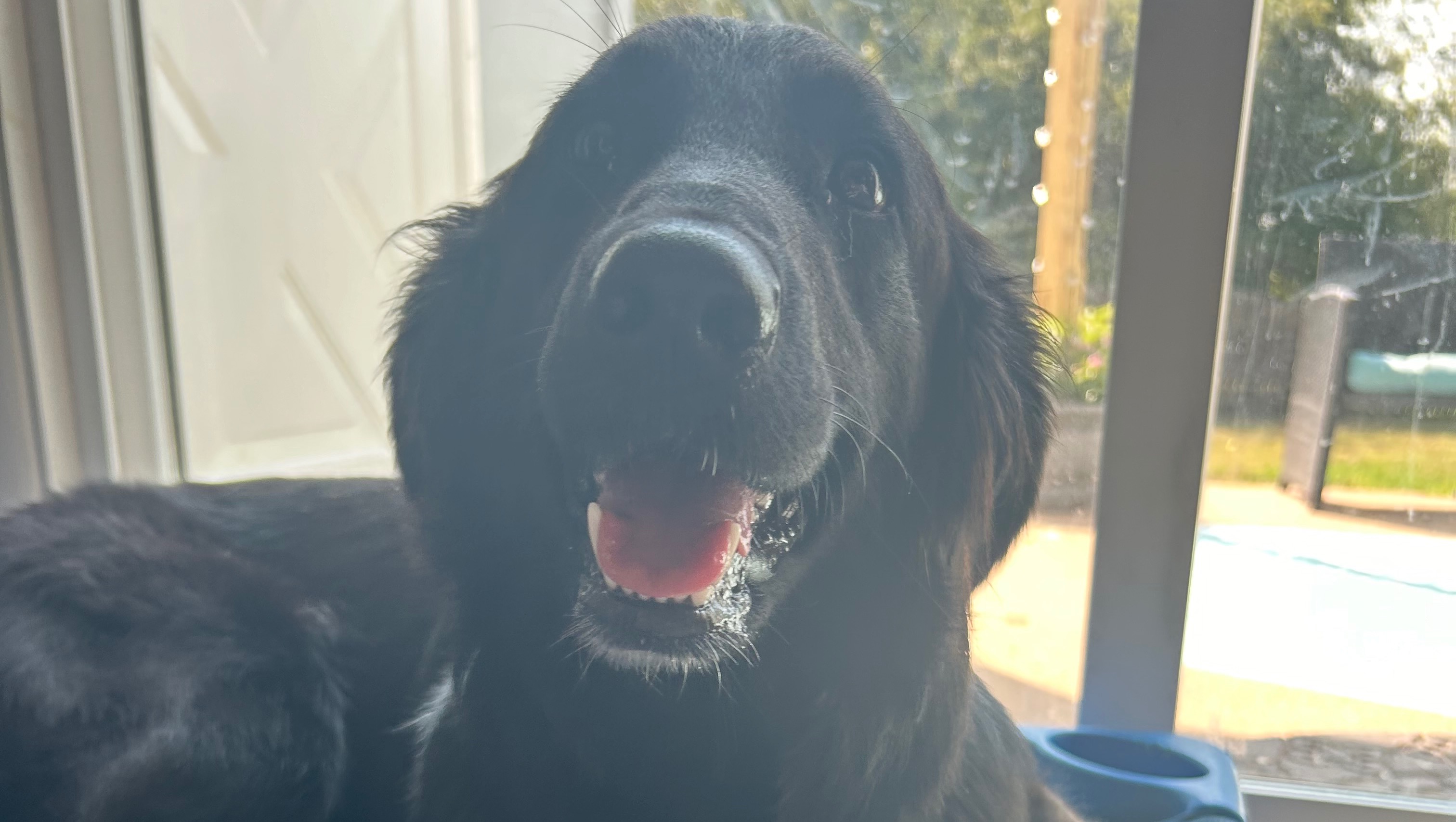 Fundraiser by Amanda Rutkowski : Support Gator's Journey to Trust and Joy