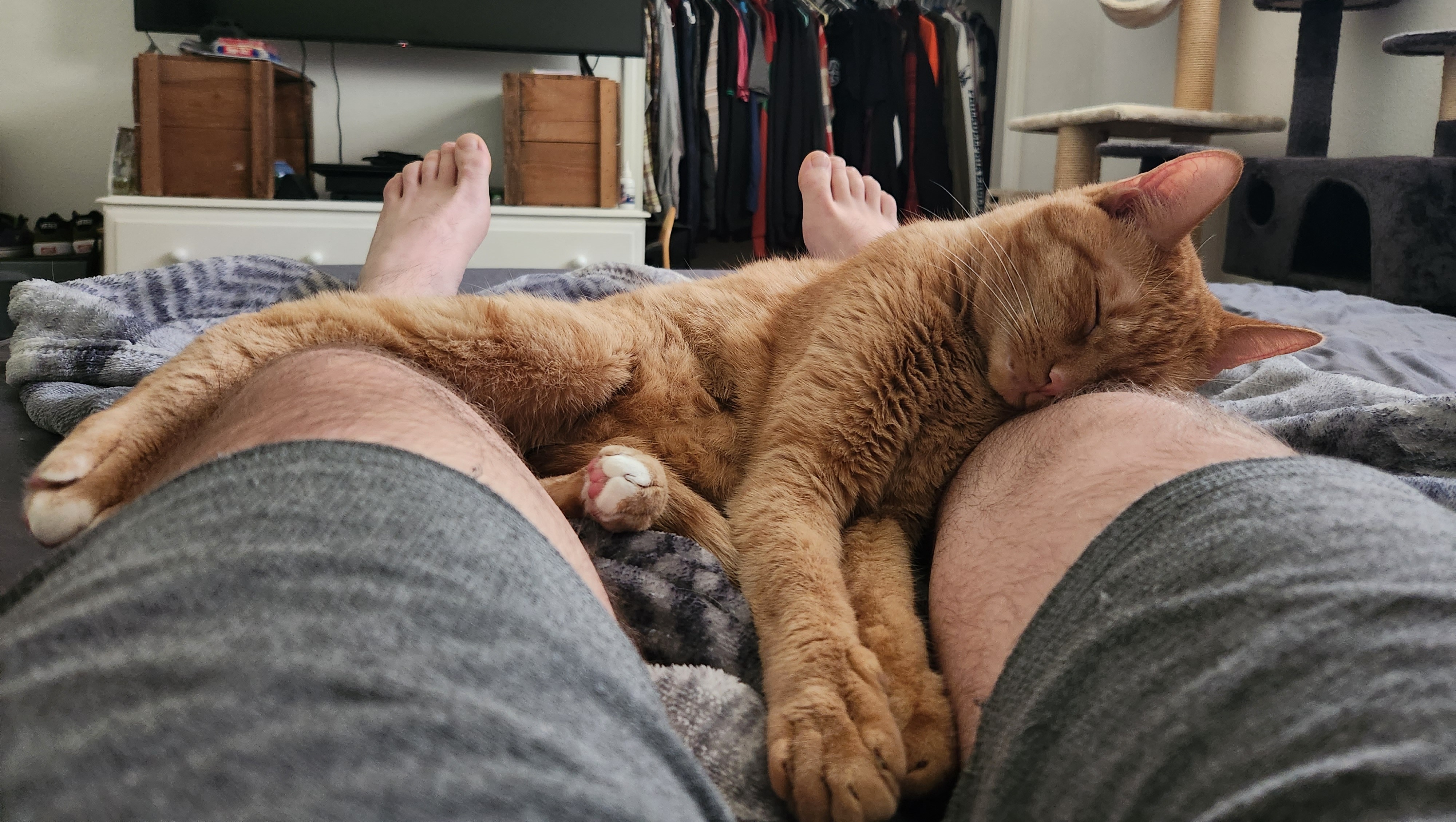 Fundraiser by Dustin Sharkey : Save Rocky: Emergency Surgery Needed