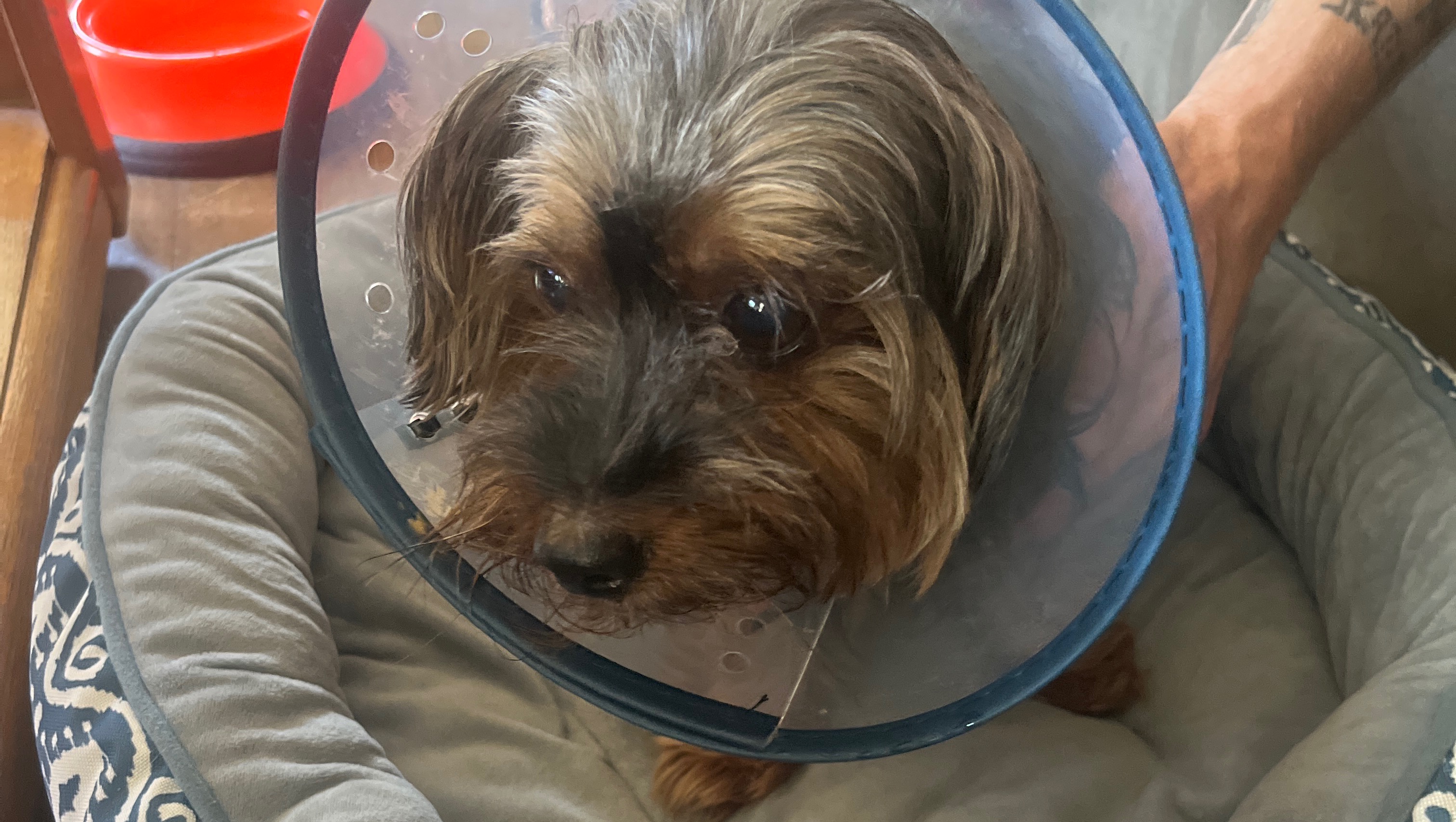 Fundraiser by Kiera Jenkins : Help Waffles Recover from Dog Attack
