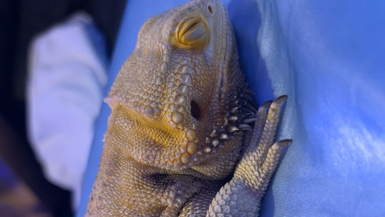 Fundraiser for Robert Cuozzo by Robert Cuozzo : Help Cremate Rocky: A ...