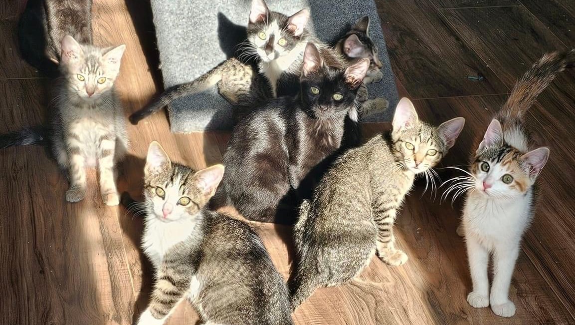 Fundraiser by Danielle Walker : Help Fat Manx Cat Sanctuary Spay and Neuter