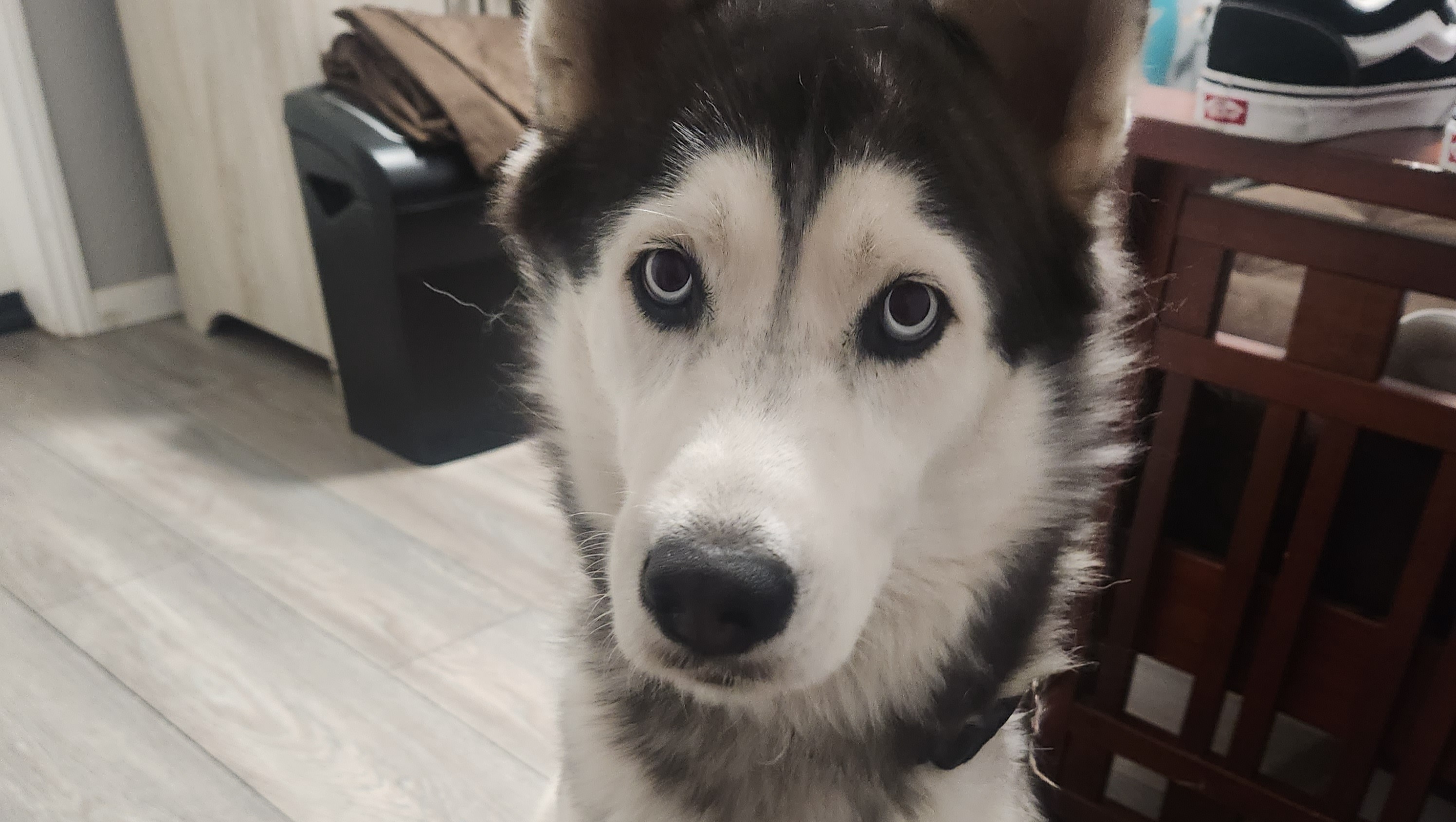 Fundraiser by Melissa Aldama : Help Nala Run and Play Again