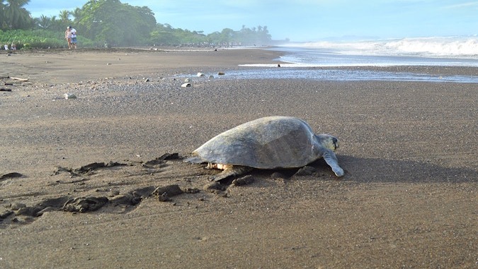 Fundraiser by Sam Bradley : Sam’s turtle conservation fundraiser