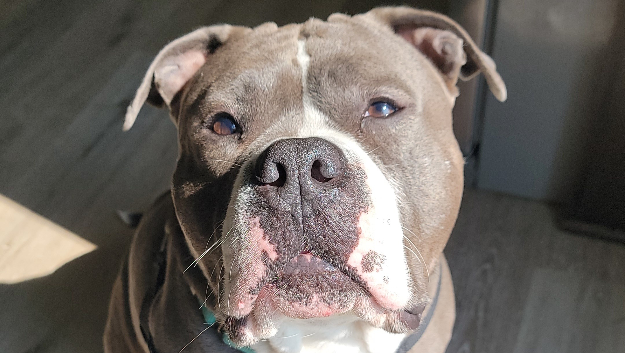 Fundraiser by Emily Danner : Support Meatball's Emergency Vet Care