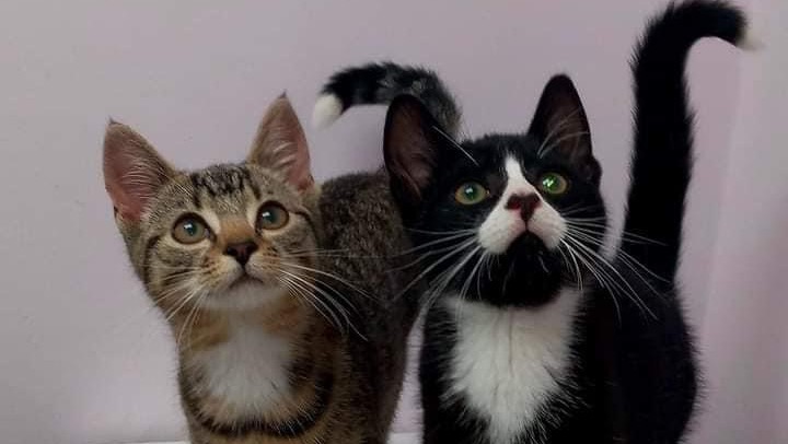 Fundraiser for Susan Hancox by Emma Hopwood : Bart’s Legacy Cat Sanctuary