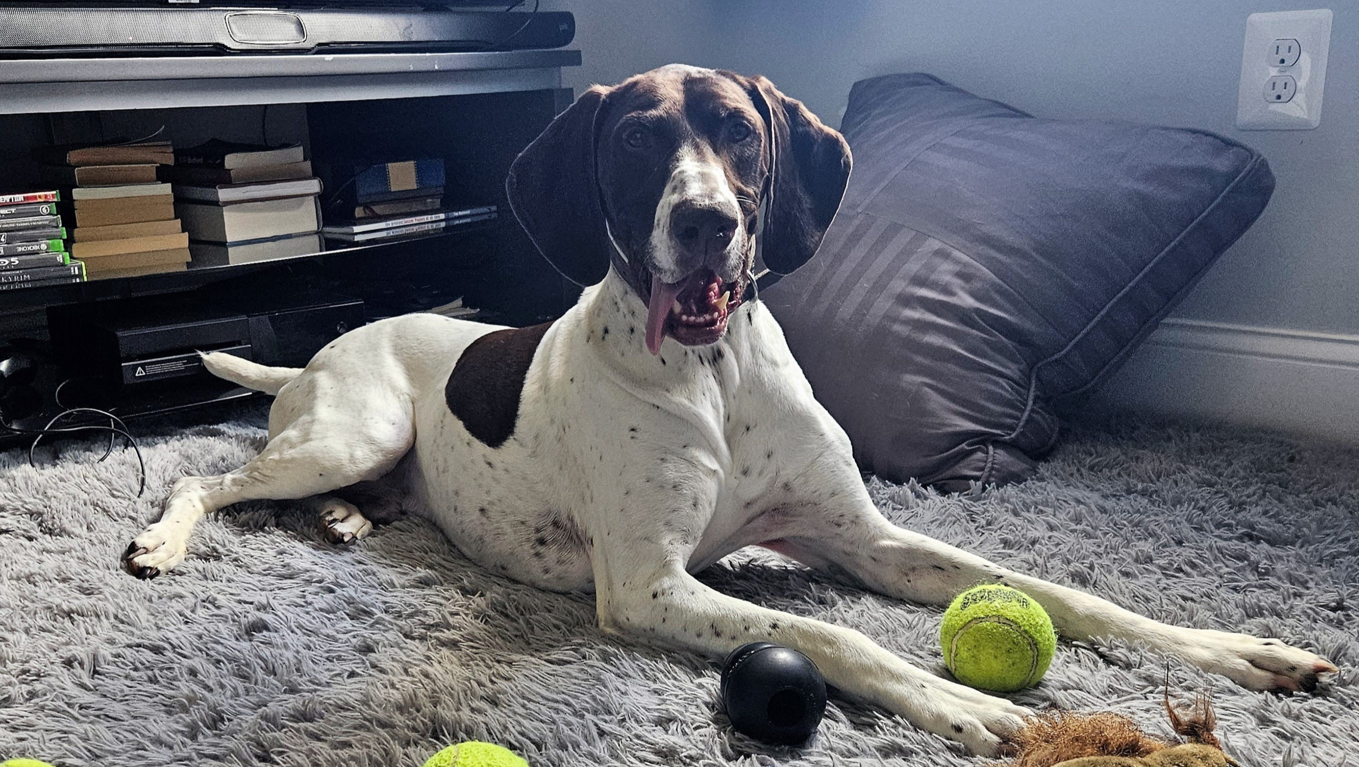 Fundraiser by Joe Bagnall : Support Hulk's Retirement Medical Care