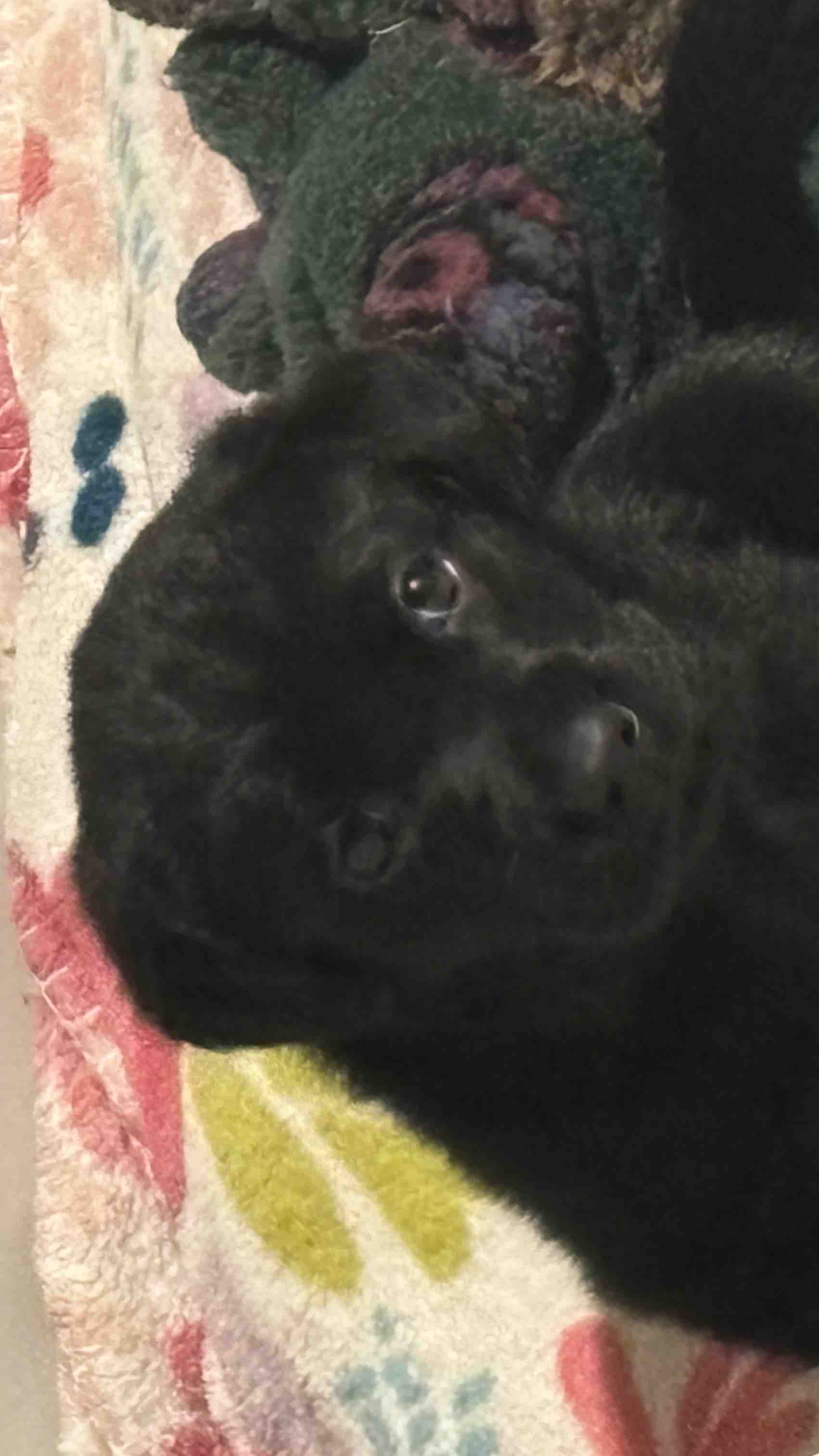 Fundraiser by Kathy Metcalf : Help Laidir Iris continue on the road to ...