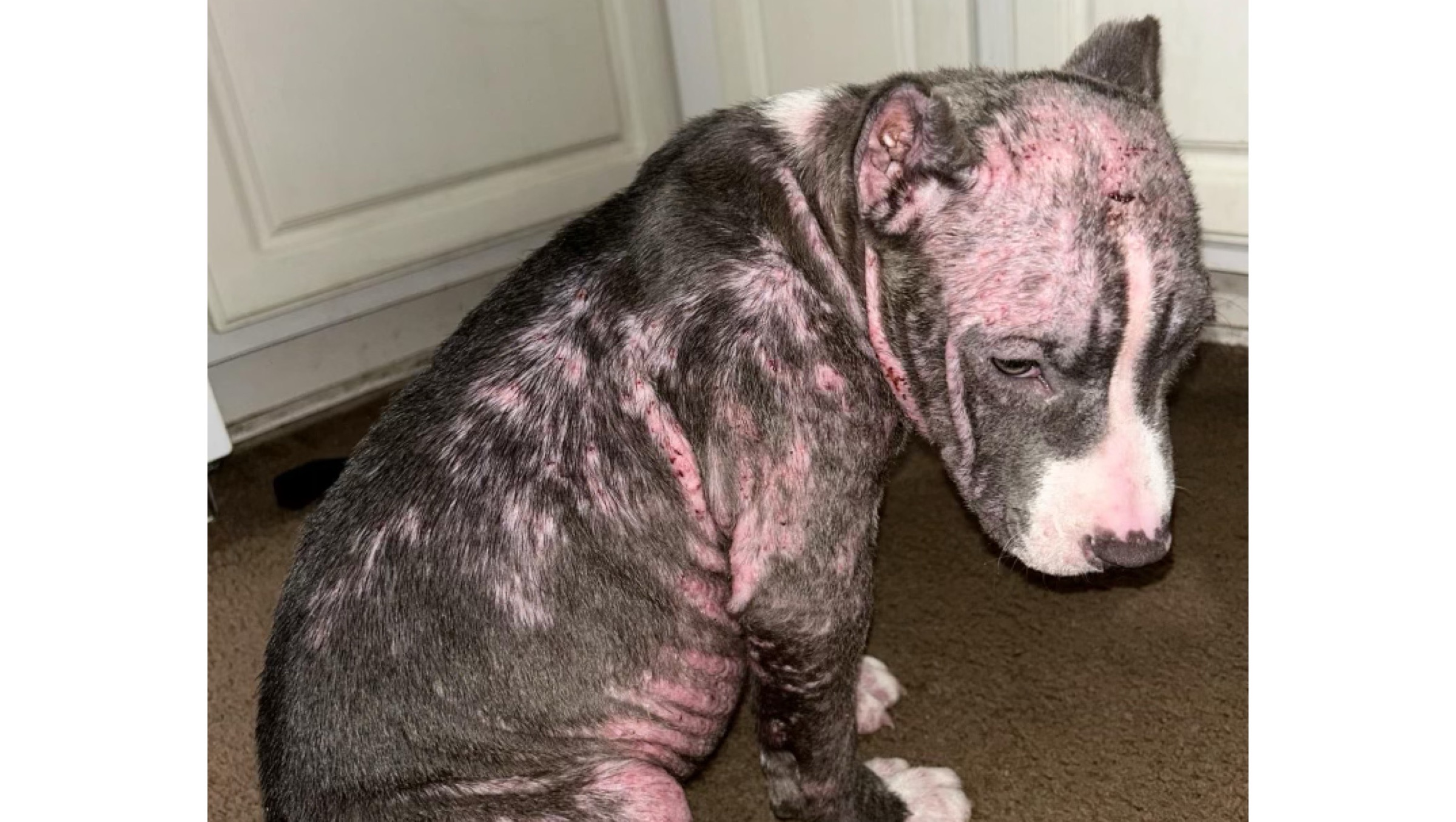 Fundraiser by Tyler Fults : Help Omi and Gotti overcome Demodectic mange