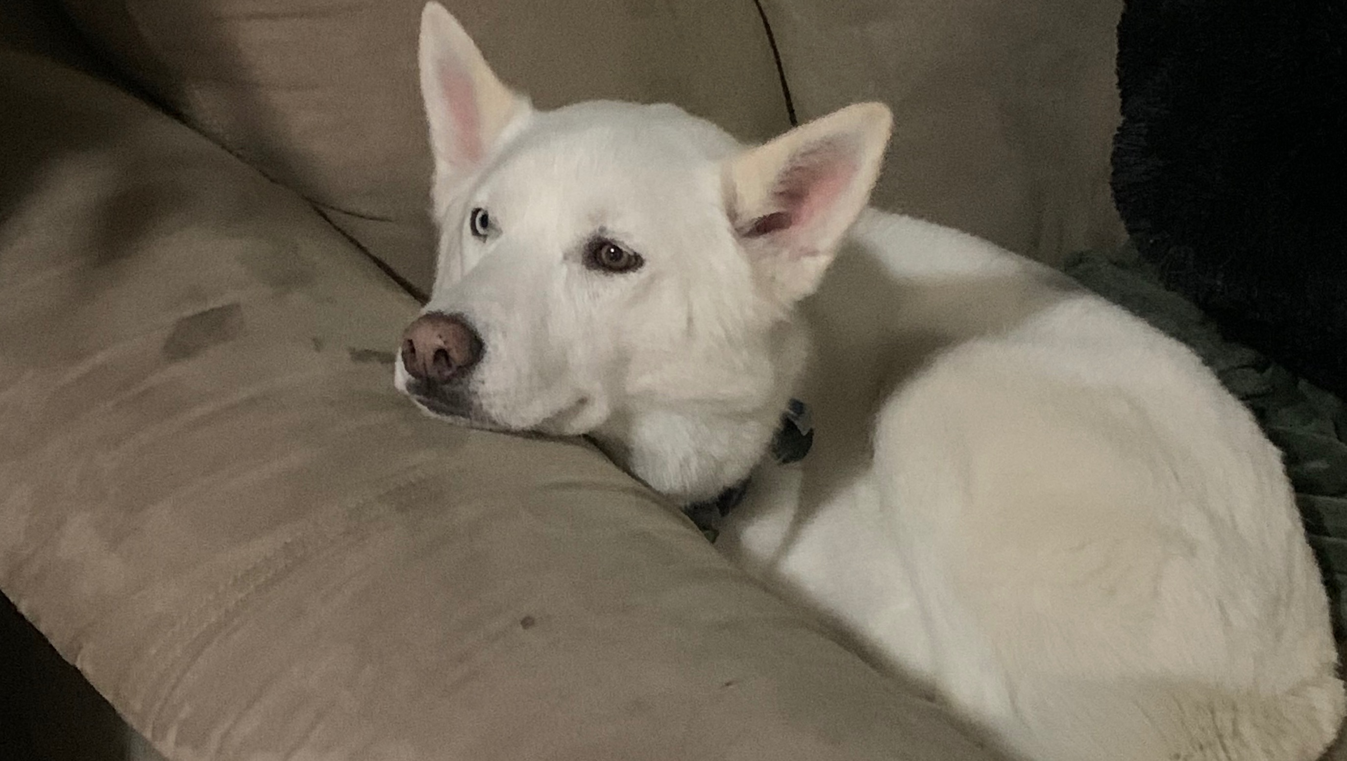 Fundraiser by Leah Damiani : Support Kai's Fight for Life and Health