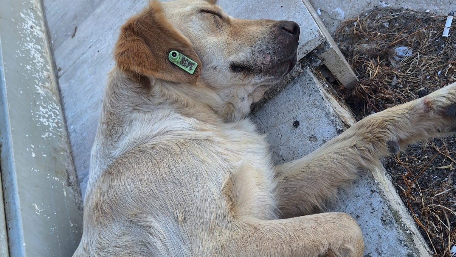 Fundraiser by Katie Harrison : Survivors of the slaughter in Turkey