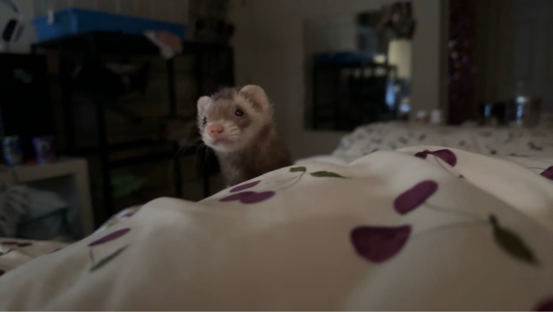 Fundraiser by Mack Conley : Help Poppy Rest in Peace: Support Her Burial