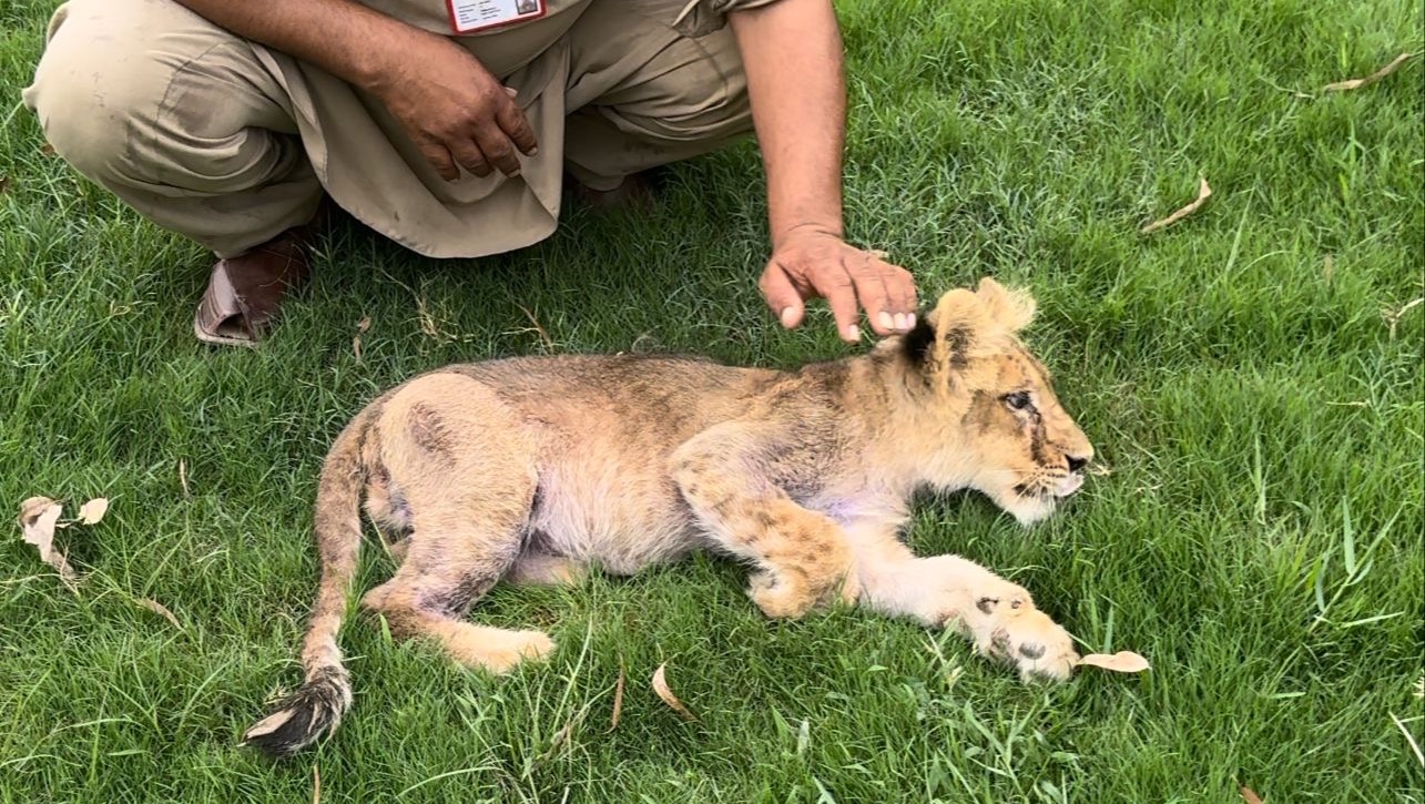 Fundraiser by Maida Arif : Help Simba - A paralysed lion cub