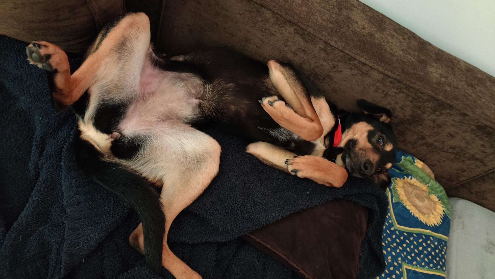 Fundraiser by Matthew Beezley : Save Keeley: A brave pup's battle