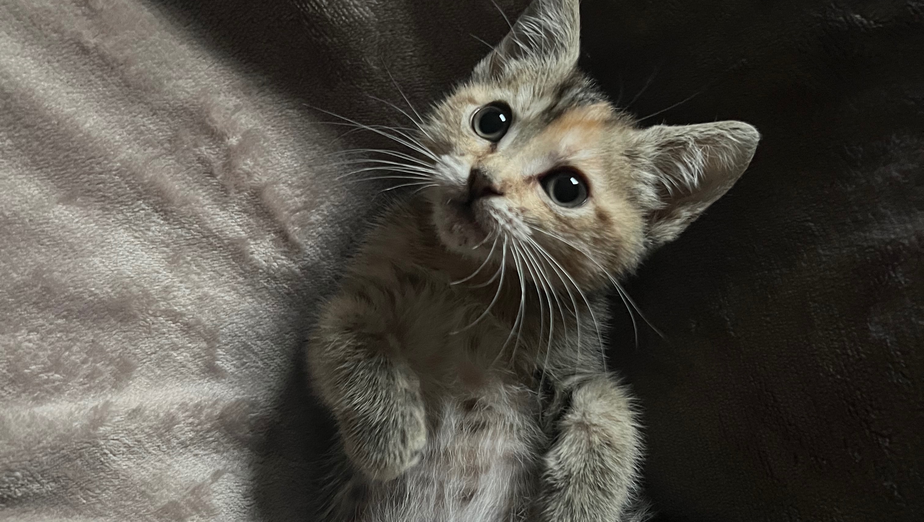 Fundraiser By Alexandra S Help Lila The Kitten Fight Fip