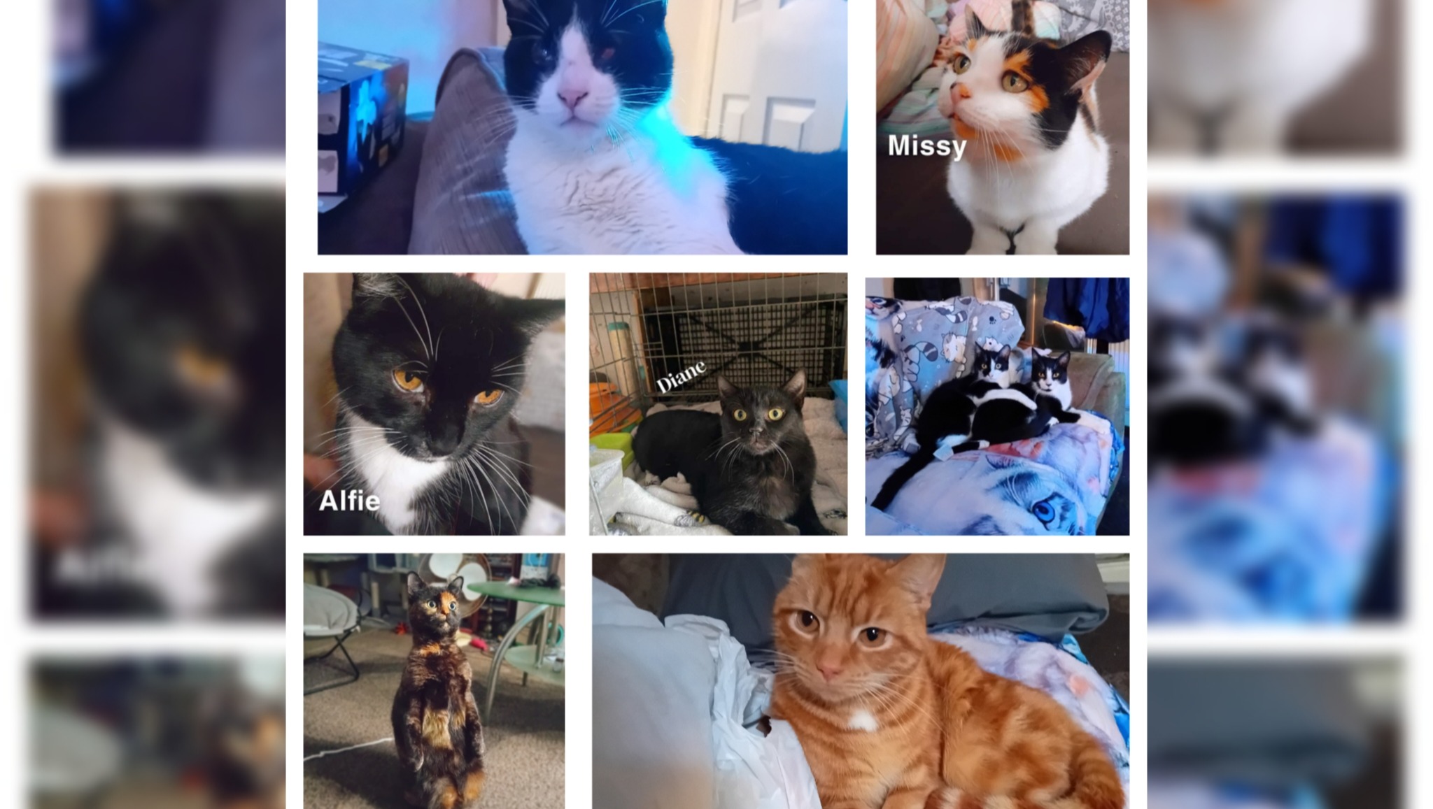 Fundraiser by Pebbles Kington : Cat food bill