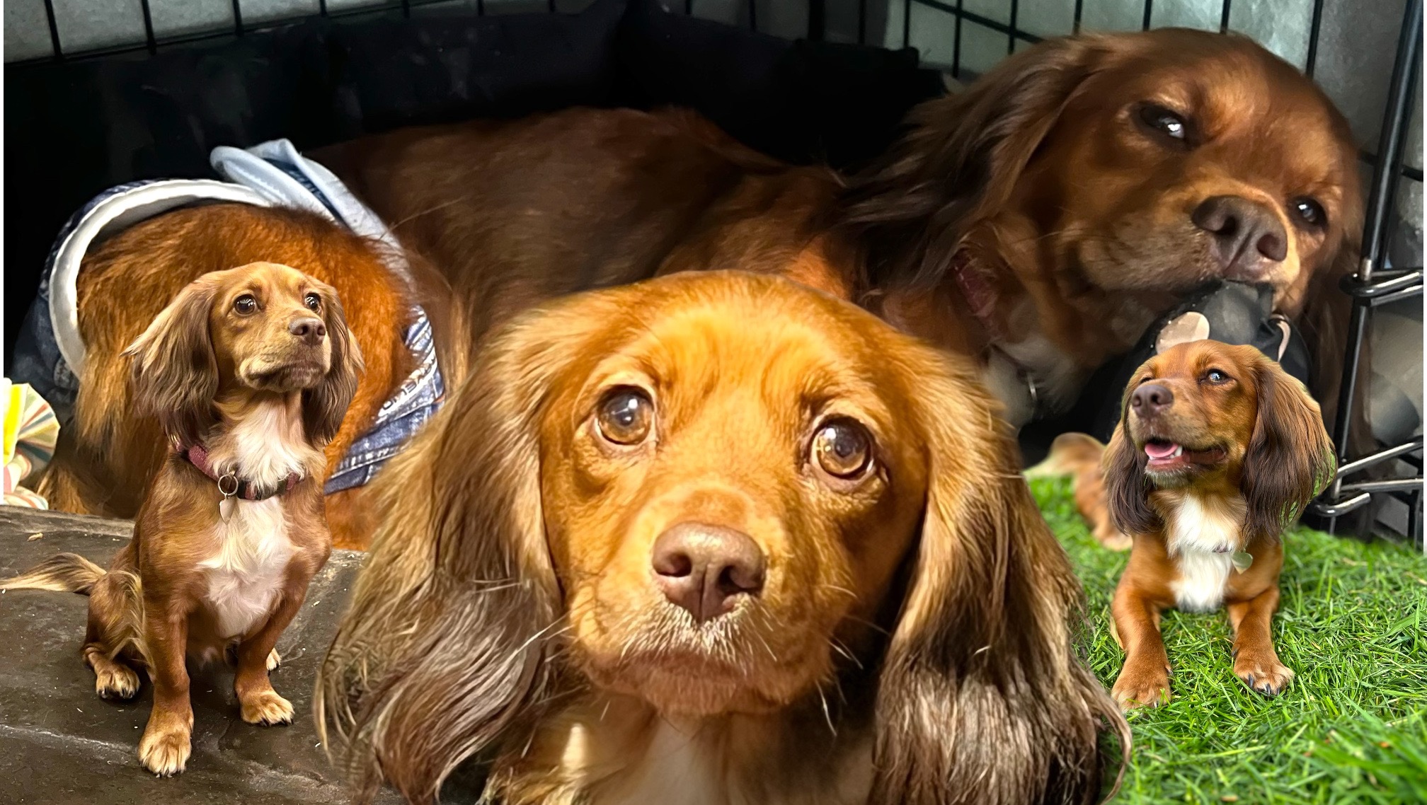 Fundraiser by Rory Fisher : Please Help with Toffee Surgery and ...