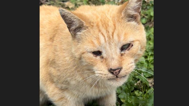 Fundraiser by Nicole LeGault : Help Joey Get the Eye Surgery He Needs