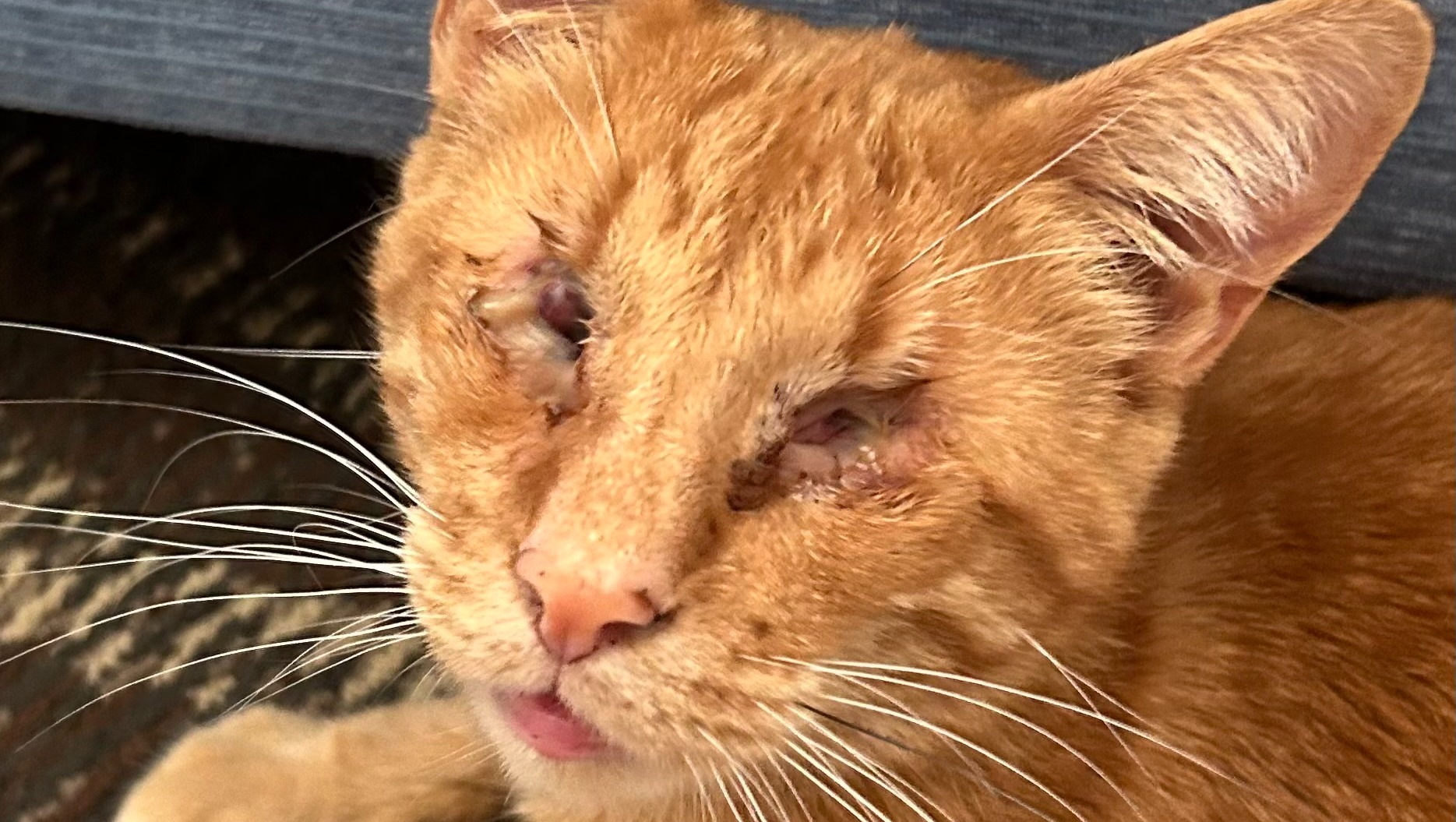 Fundraiser by Hayes Barb Or Ed : Donate for Mr. Magoo's Eye Removal Surgery