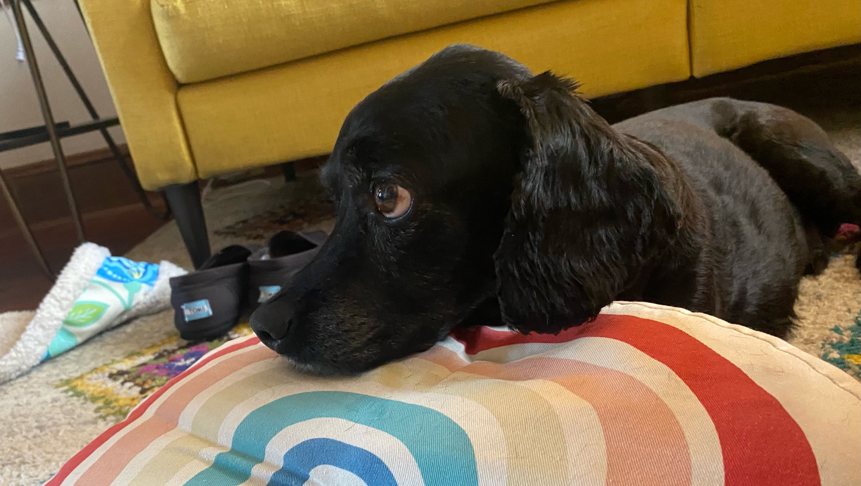 Fundraiser by Dale Koch : Support Anakin's Healthcare Fund