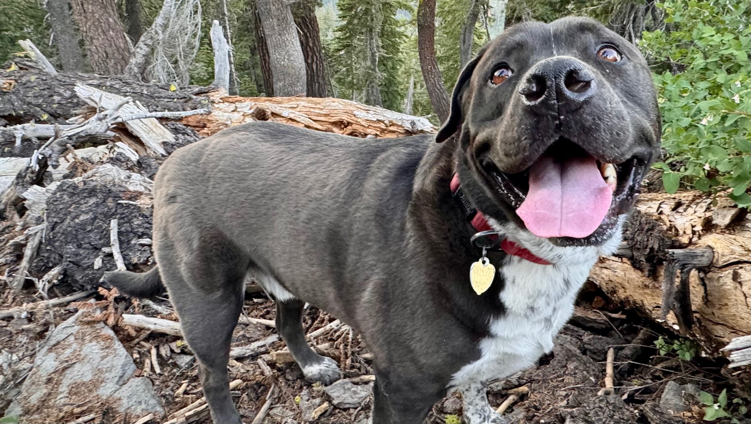 Fundraiser by David Wampler : Save a Loyal Friend: Fund Surgery for a ...