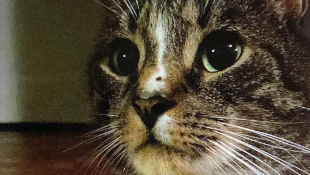 Fundraiser by Paulette Mitchell : Help Paulette's Cat Get Surgery