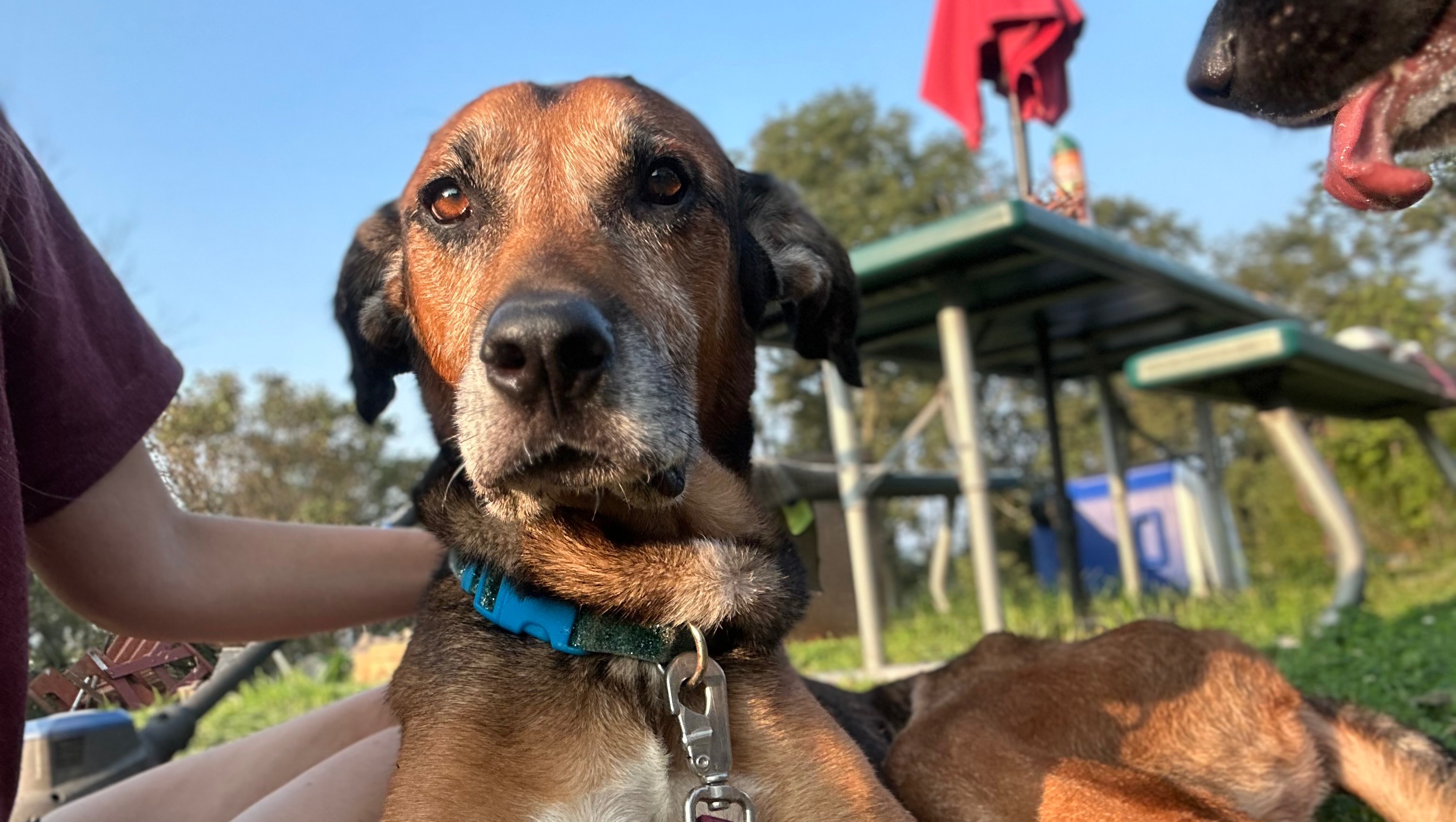 Fundraiser by Alison Ault : Support Our Efforts to Heal a Neglected Dog