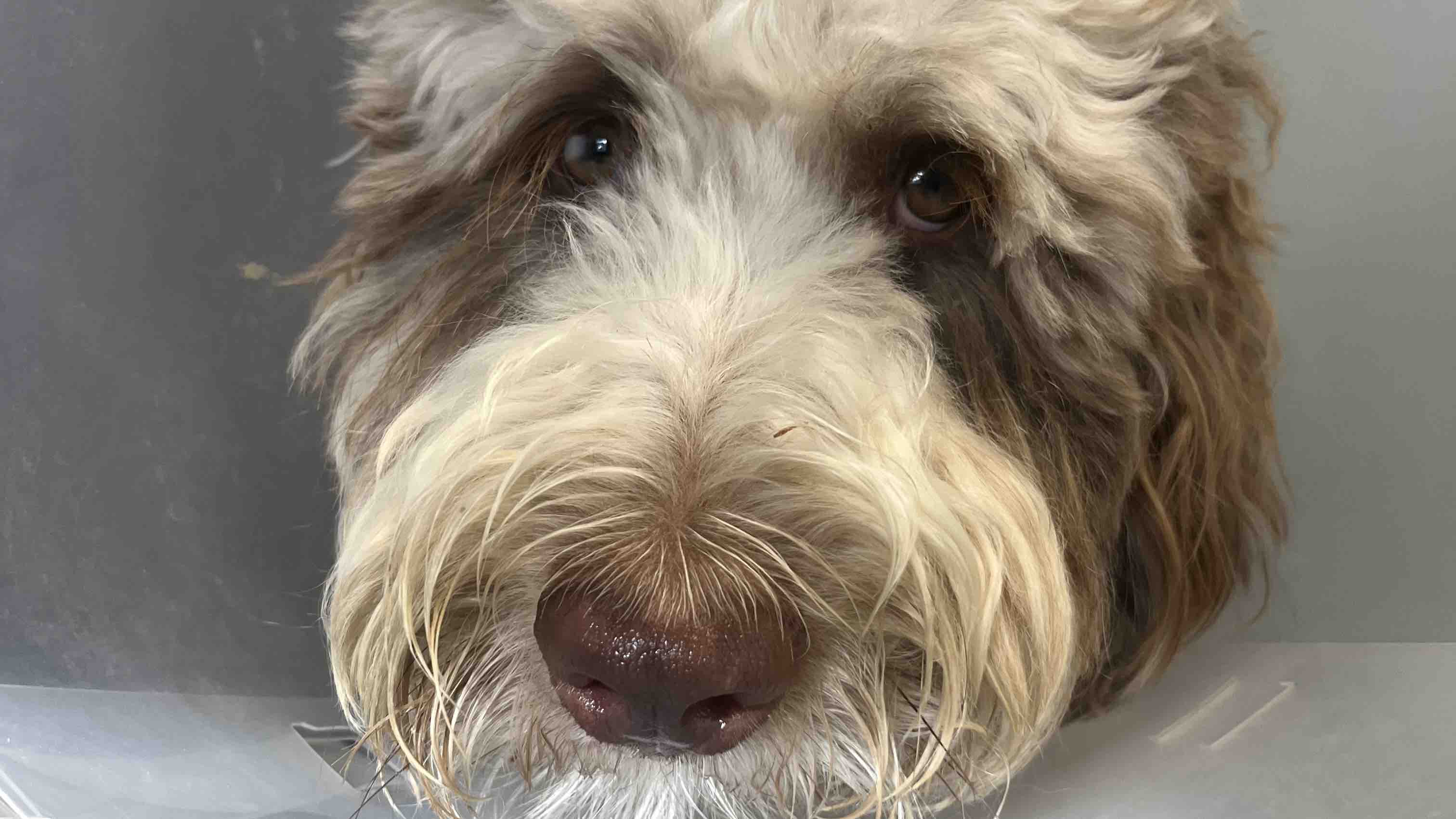 Fundraiser by Sarah Preedy : Please help Arthur feel better