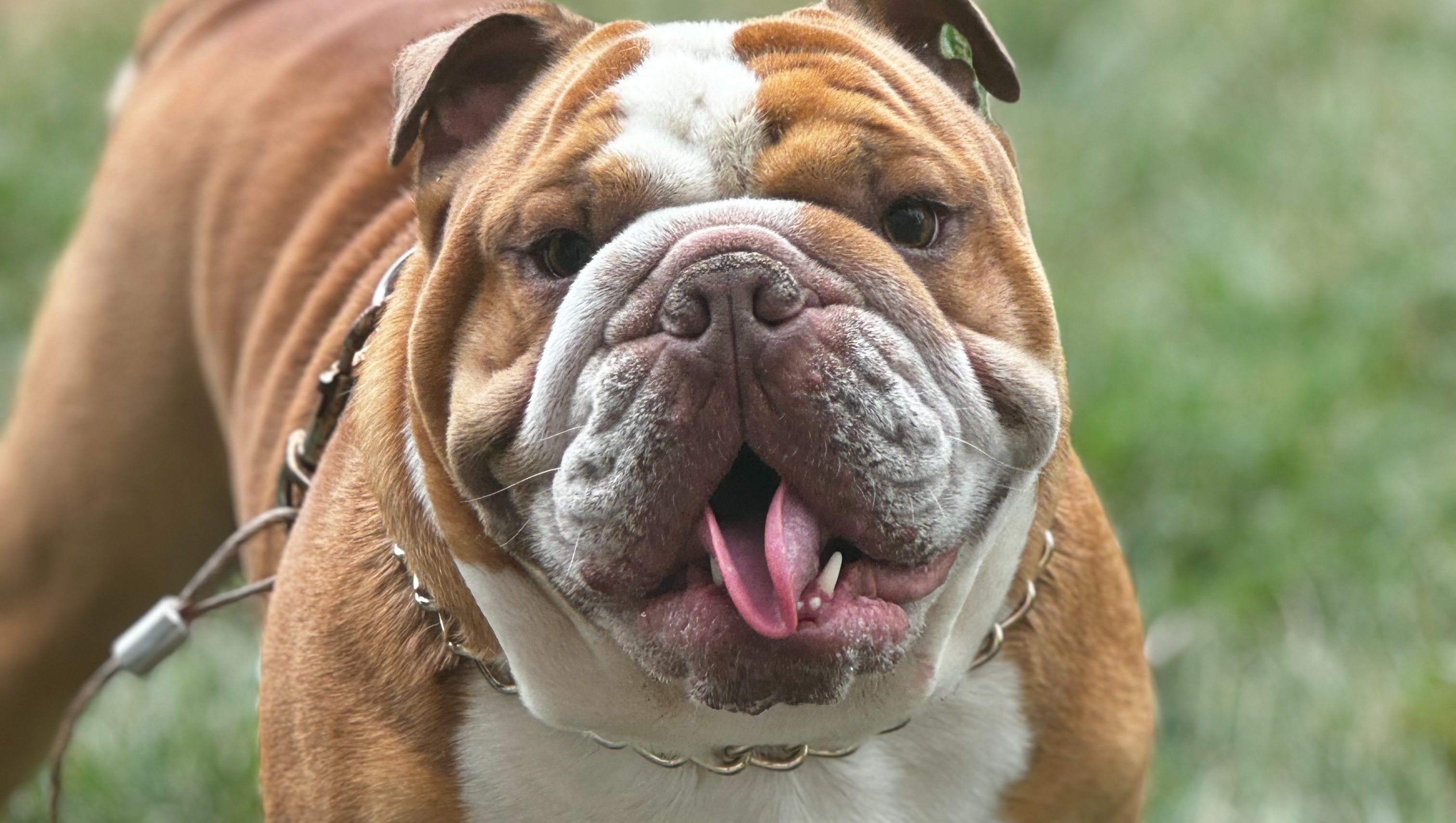 Fundraiser for Charles Haubrich by jordan faller : Save Chubby ...