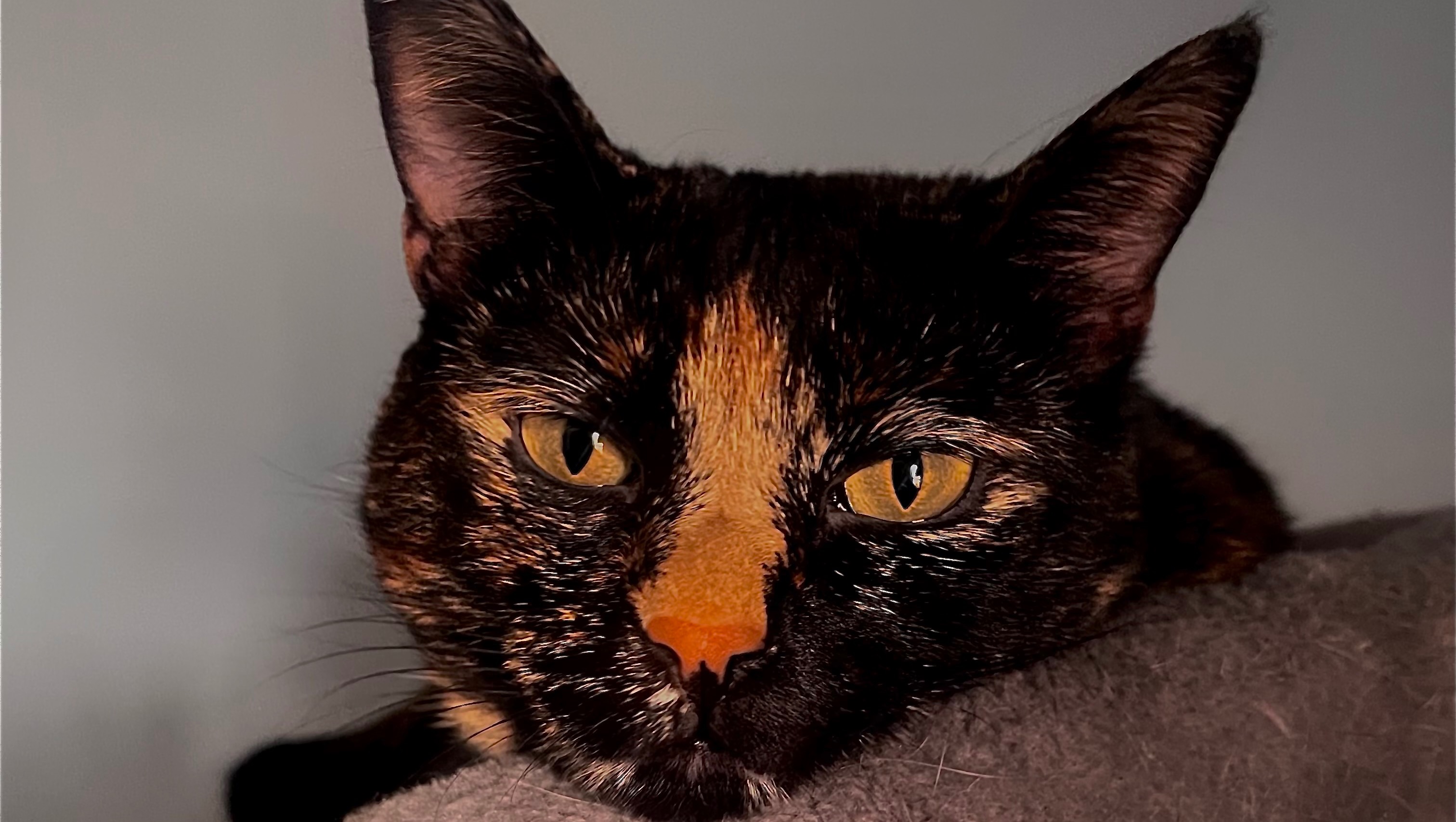 Fundraiser by Robyn Biggs : Help Korra Get The Care She Needs