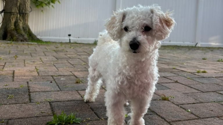 Fundraiser by Derek Castillo : Support Benji's Critical Care and Surgery